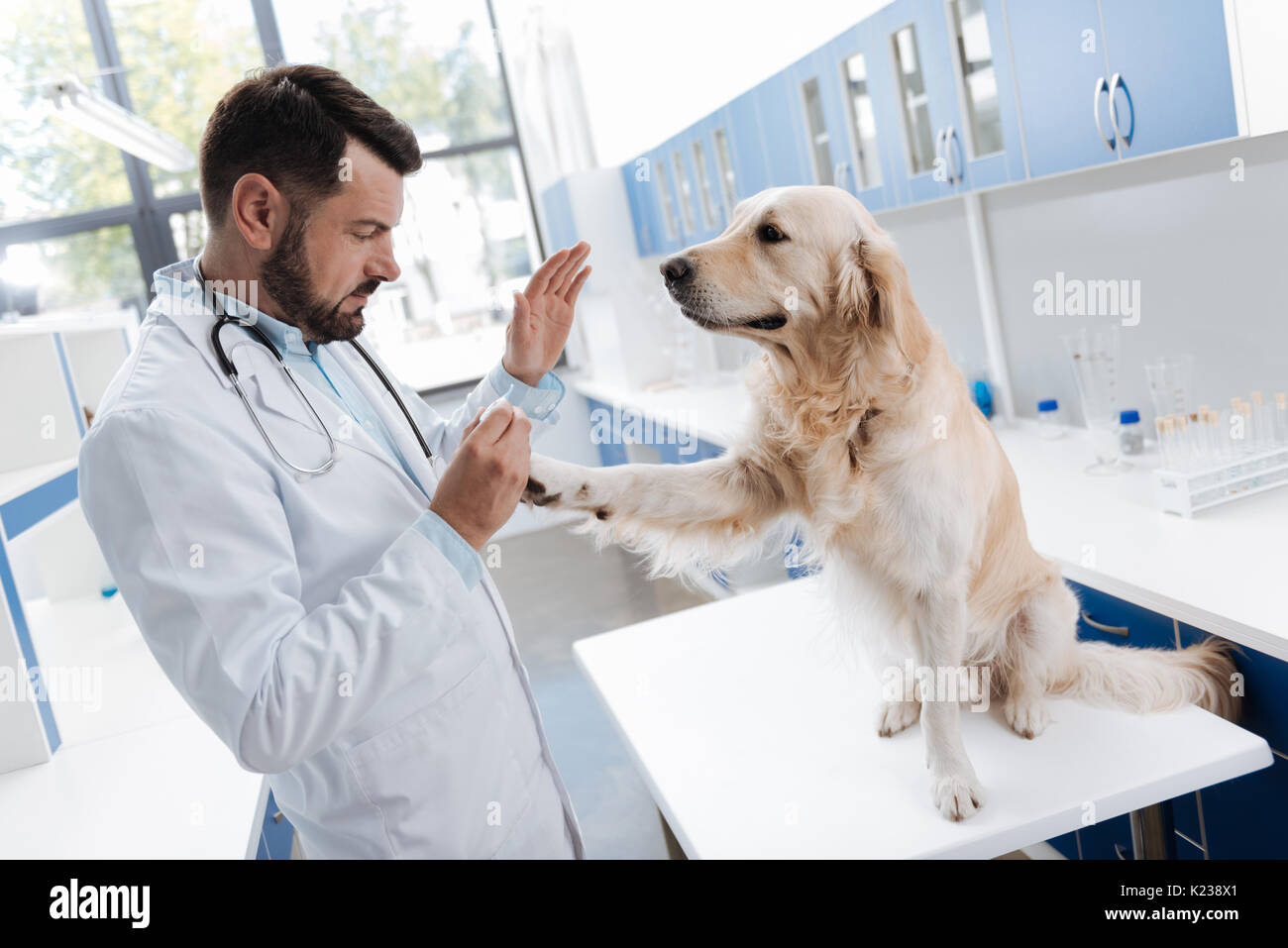 Labrador giving paw hi-res stock photography and images - Alamy
