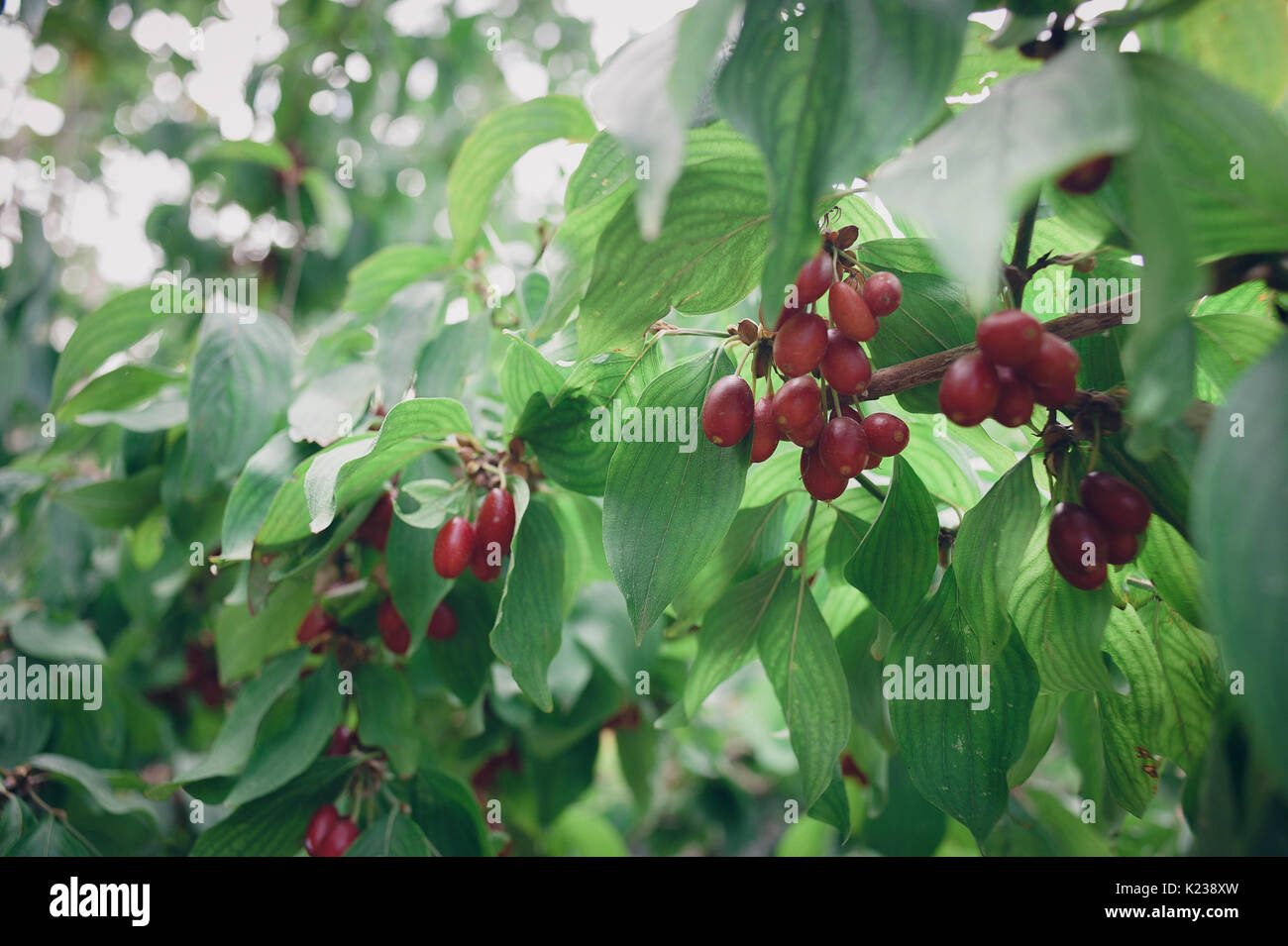 Bright red ripening fruit of the cornel bush on a sunny day in the ...