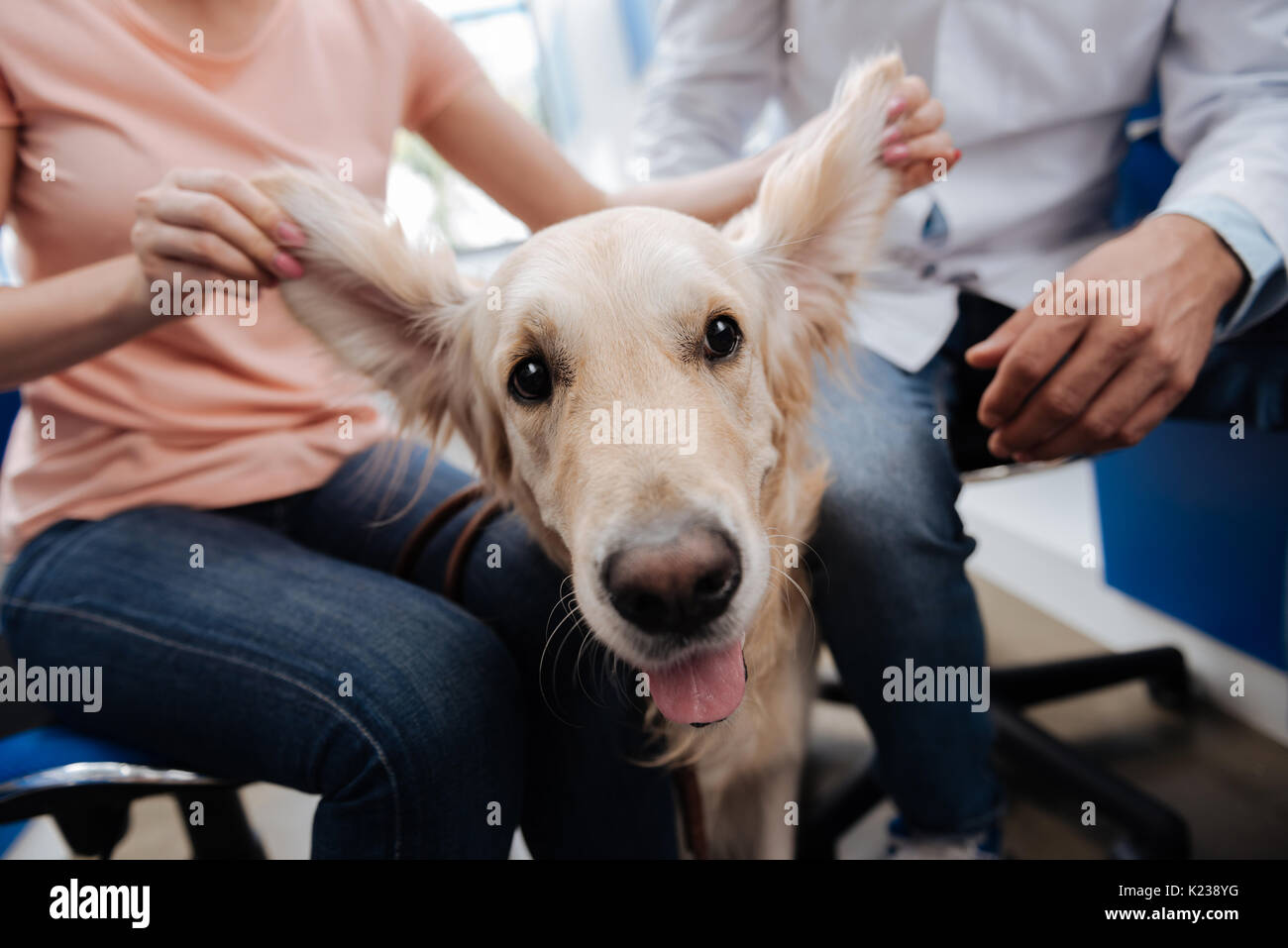 Why Dogs Raise Their Ears