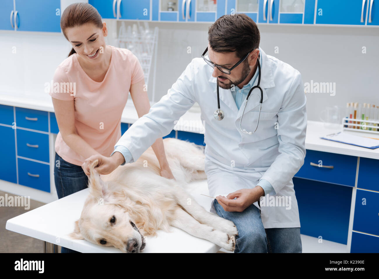 Serious doctor for animals checking dogs ear Stock Photo - Alamy