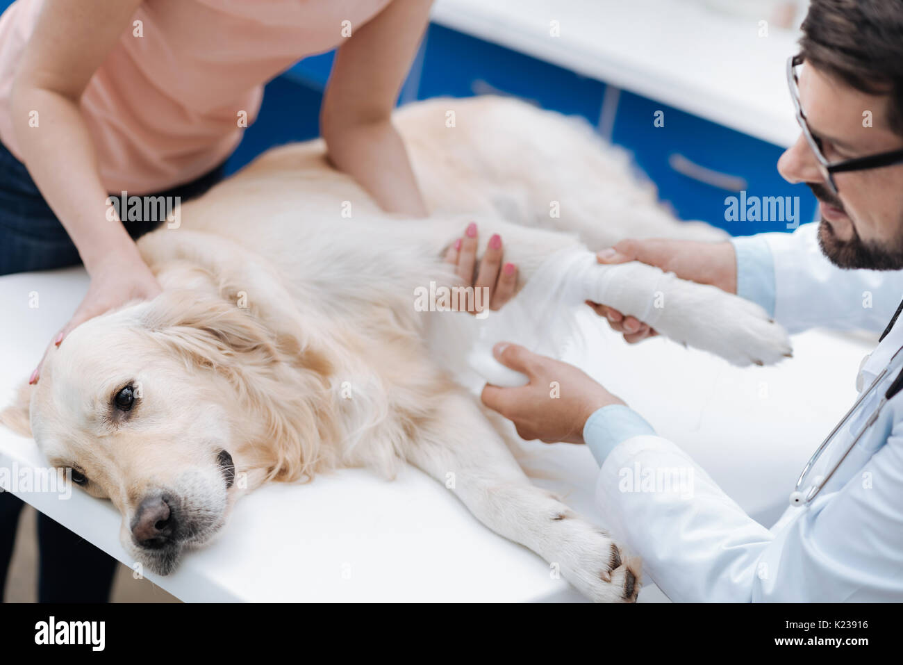Serious Labrador giving his paw Stock Photo - Alamy