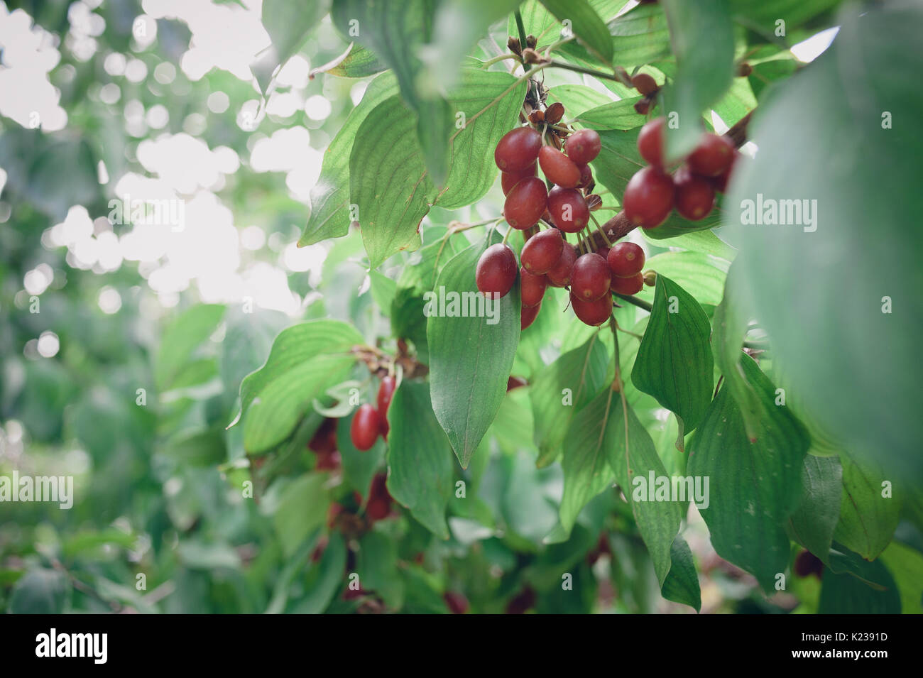 Bright red ripening fruit of the cornel bush on a sunny day in the ...