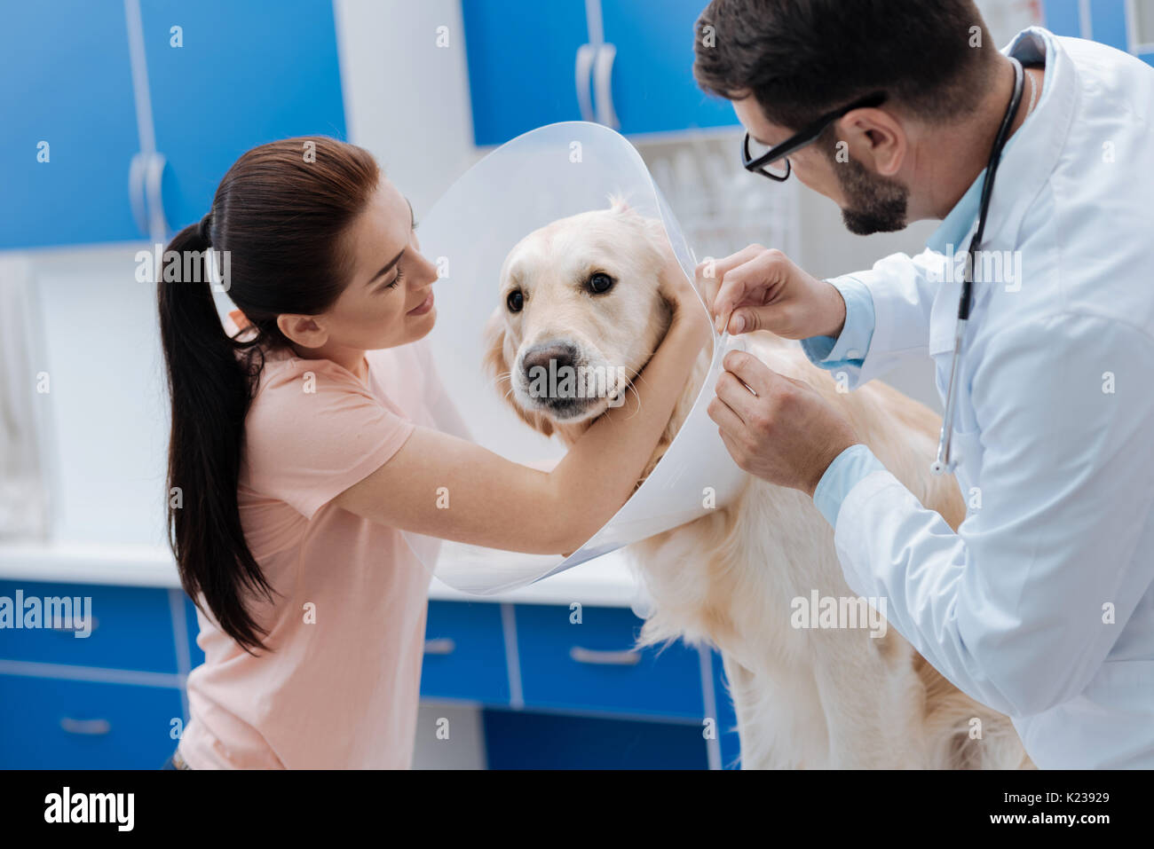 Beautiful owner calming her Labrador Stock Photo - Alamy