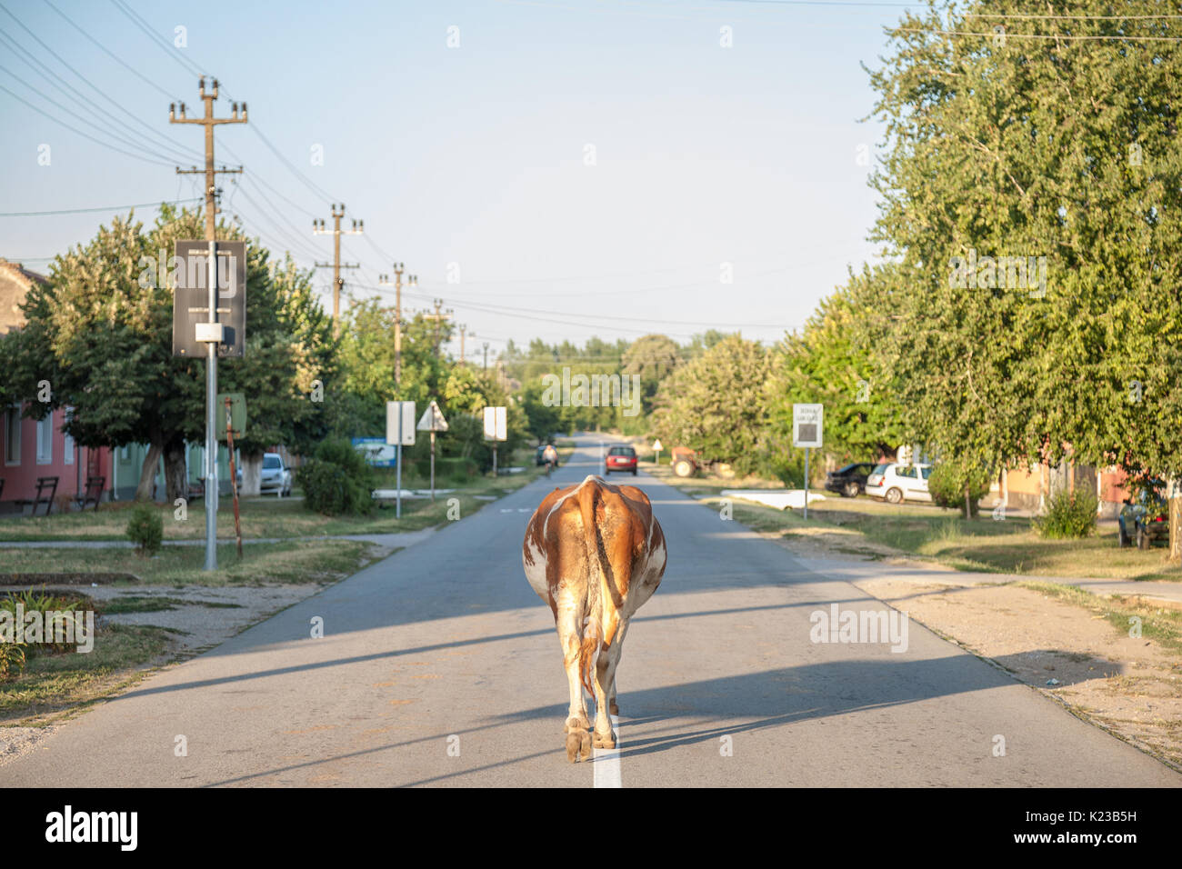 Herd cows crossing main road hi-res stock photography and images - Alamy