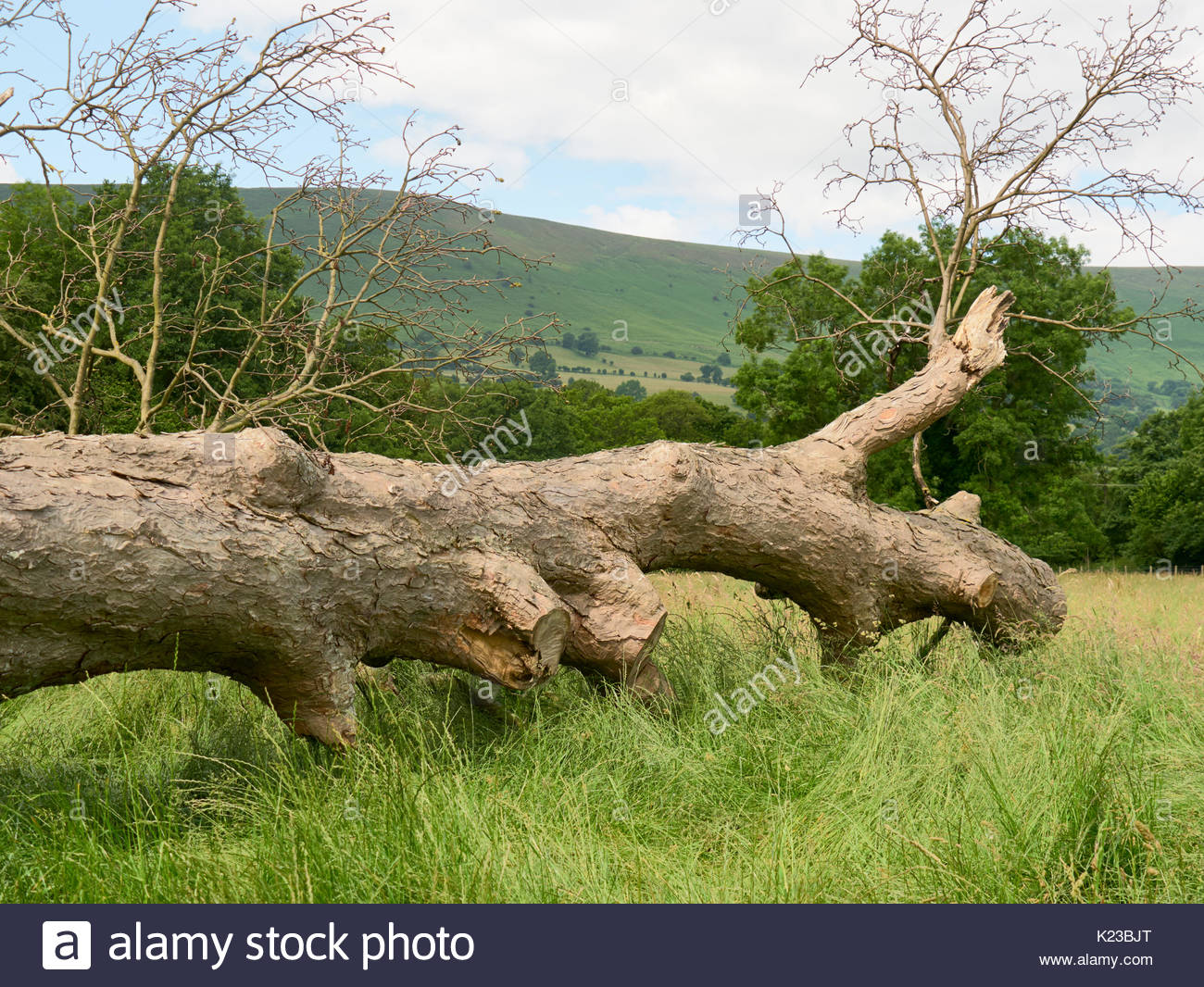 Damage To Tree Bark Stock Photos & Damage To Tree Bark Stock Images - Alamy