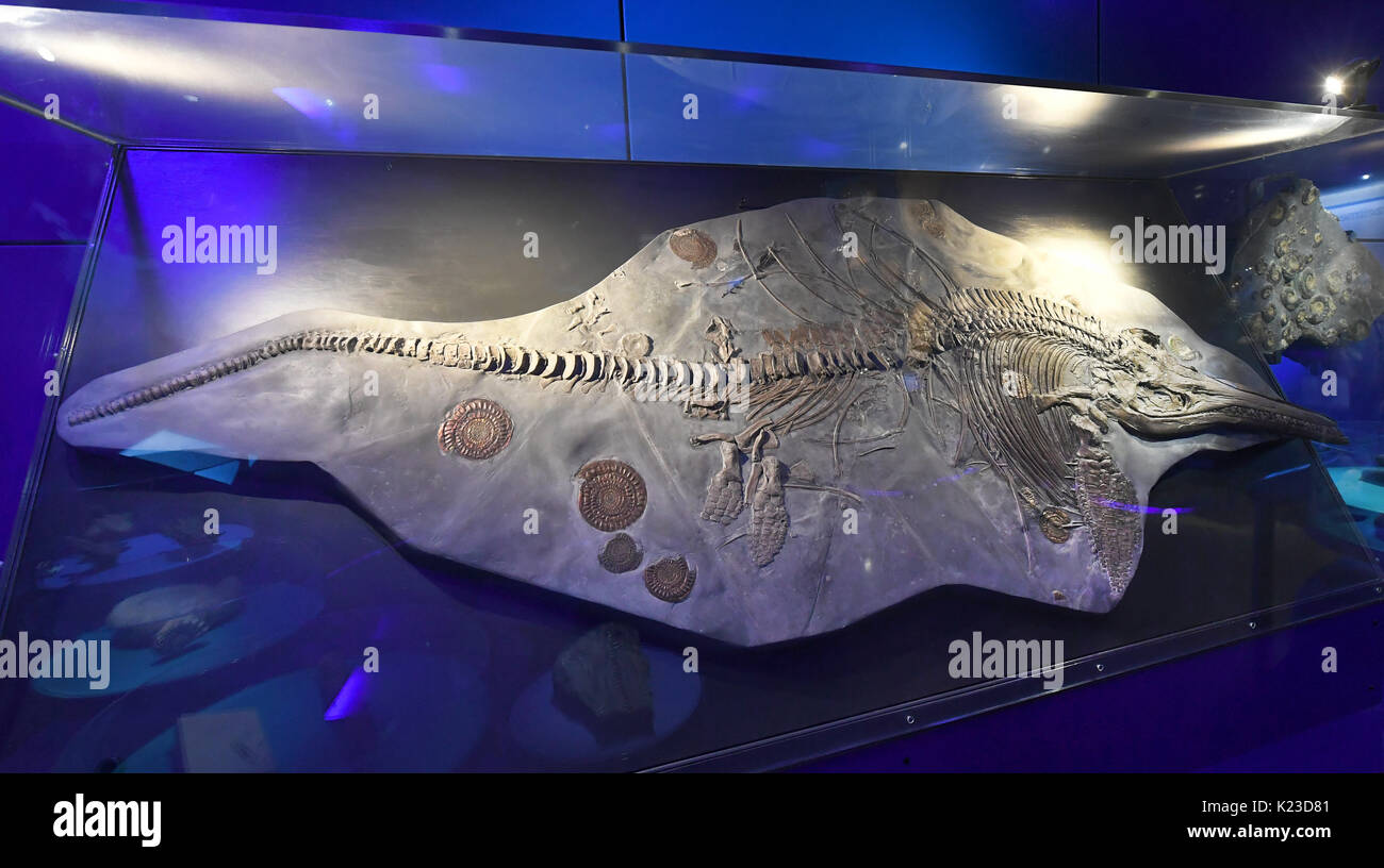 Ichthyosaur fossil museum hi-res stock photography and images - Alamy