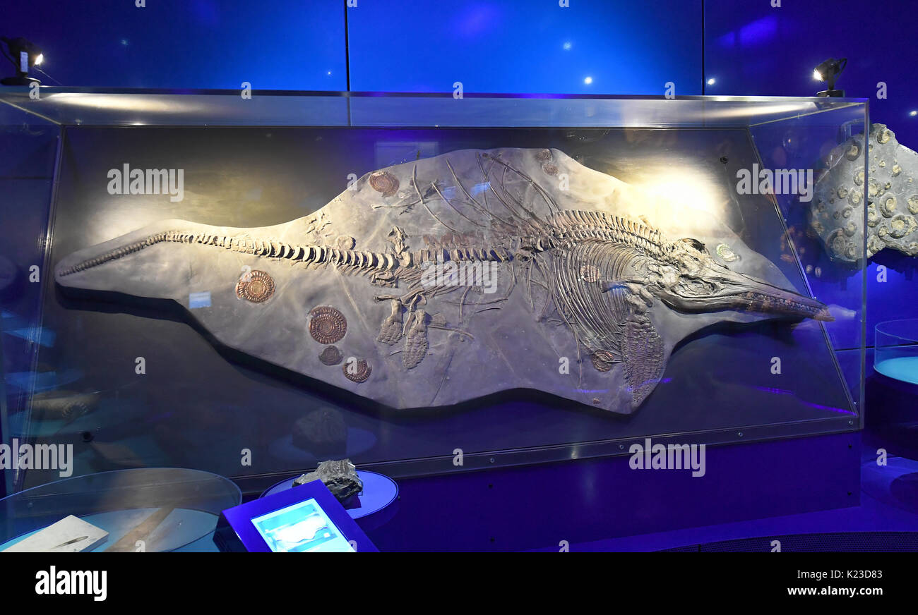 Fossil embryo hi-res stock photography and images - Alamy