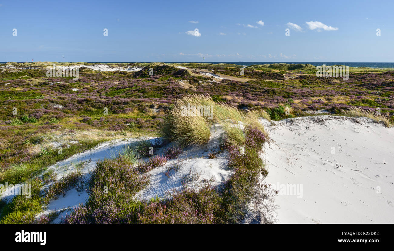 Dueodde, Denmark. 21st Aug, 2017. View of the blossoming heaths and the ...