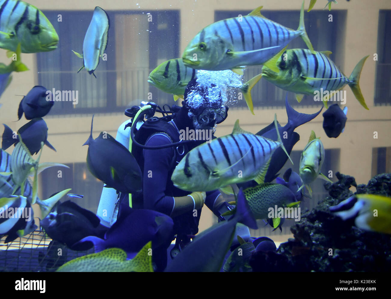 Aquadom sea life berlin hi-res stock photography and images - Alamy