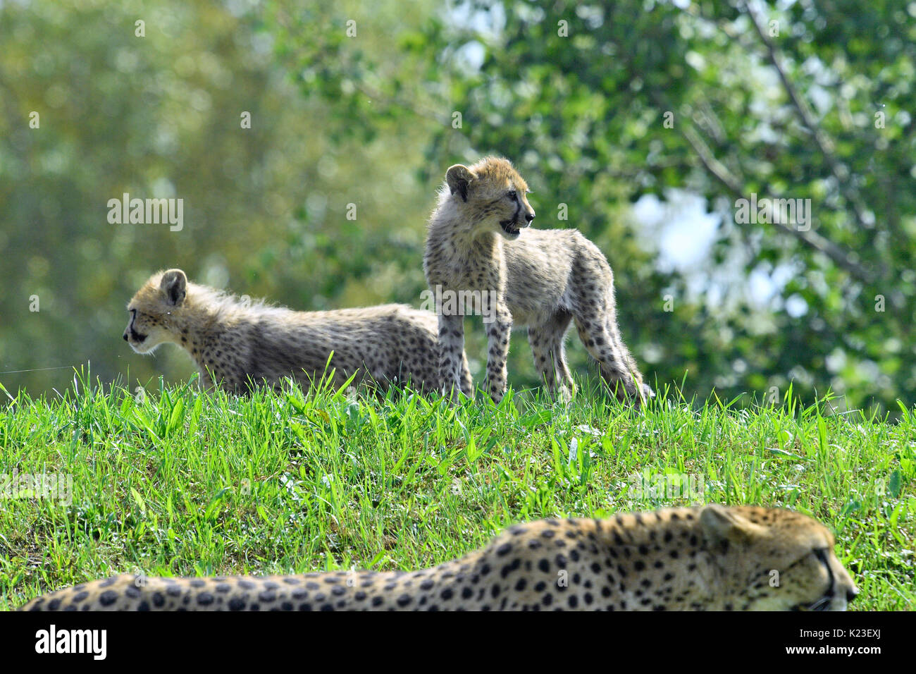 Female Cheetah Savannah and her five cubs, born on May, 2017, explore ...