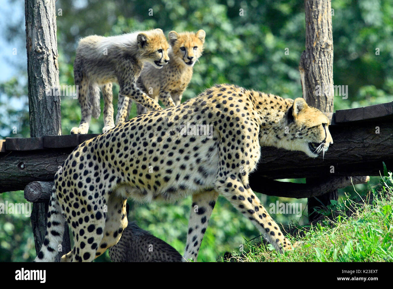 Female Cheetah Savannah and her five cubs, born on May, 2017, explore ...