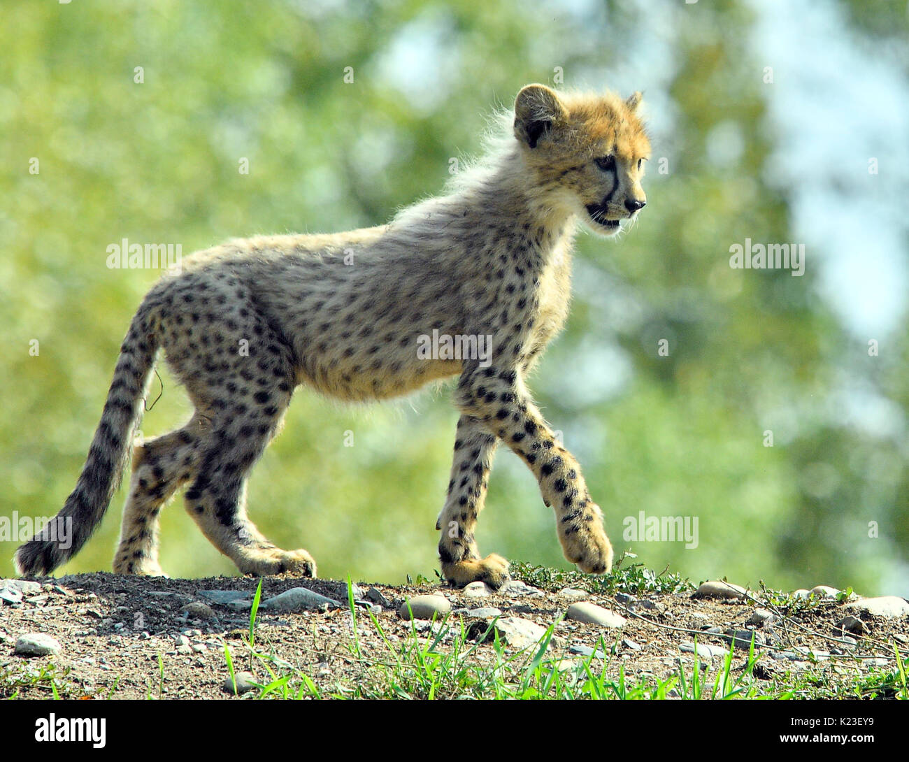 Female Cheetah Savannah and her five cubs, born on May, 2017, explore ...