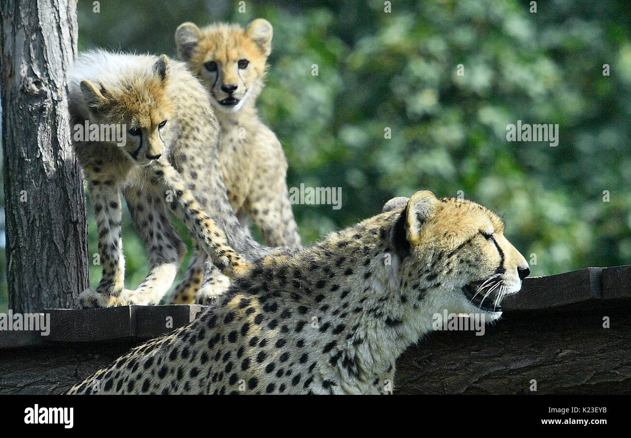 Female Cheetah Savannah and her five cubs, born on May, 2017, explore ...