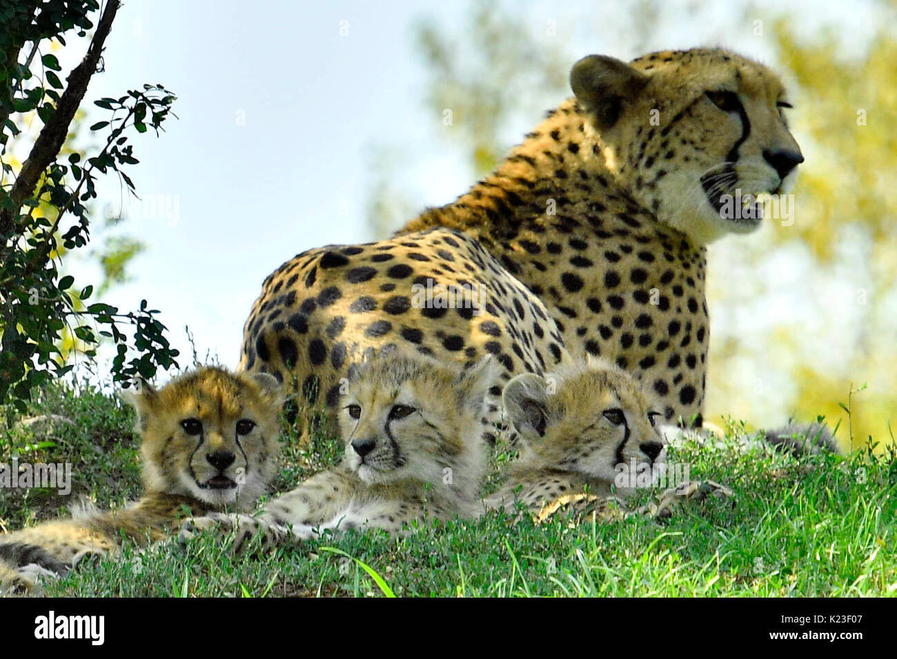Female Cheetah Savannah and her five cubs, born on May, 2017, explore ...