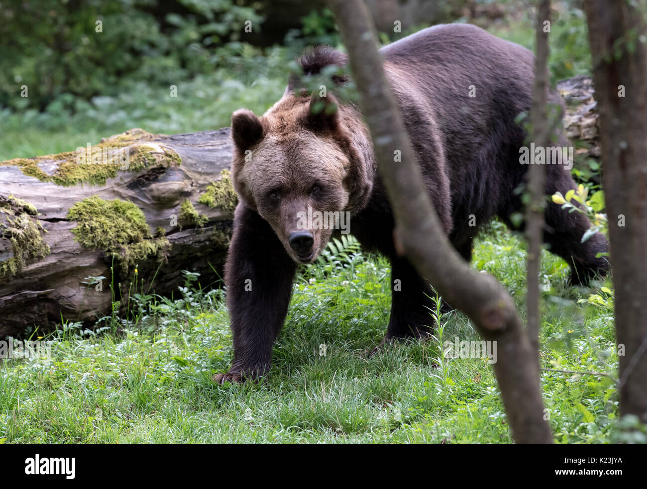 Munich, Germany. 17th Aug, 2017. 40-year-old brown bear Olga ...