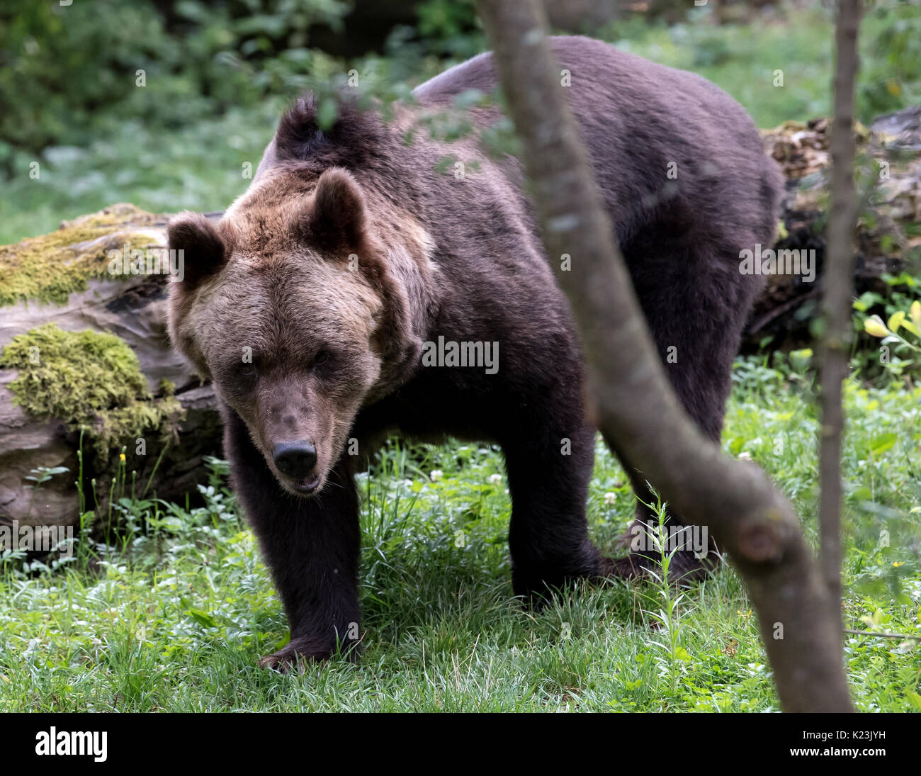 40-year-old brown bear Olga, photographed in her enclosure at the ...