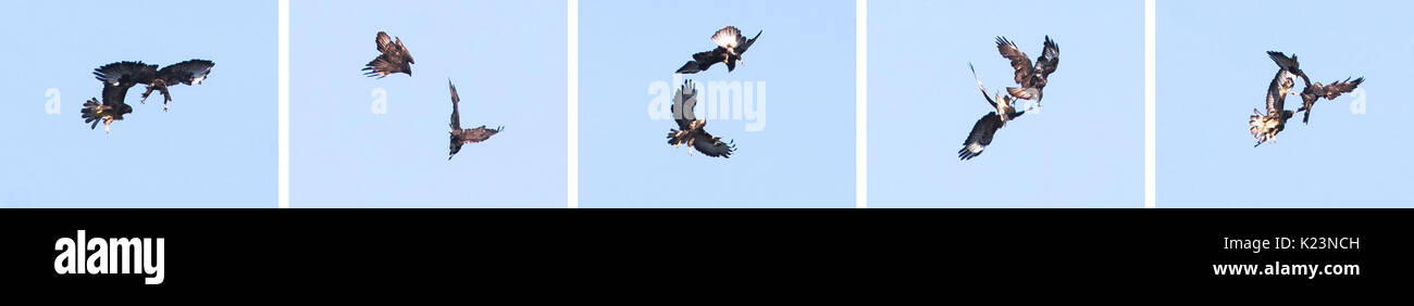 Attack each other hi-res stock photography and images - Alamy