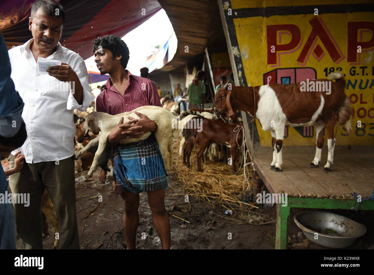 Goat Traders are busy in buying of Cattle's from the Livestock market ...