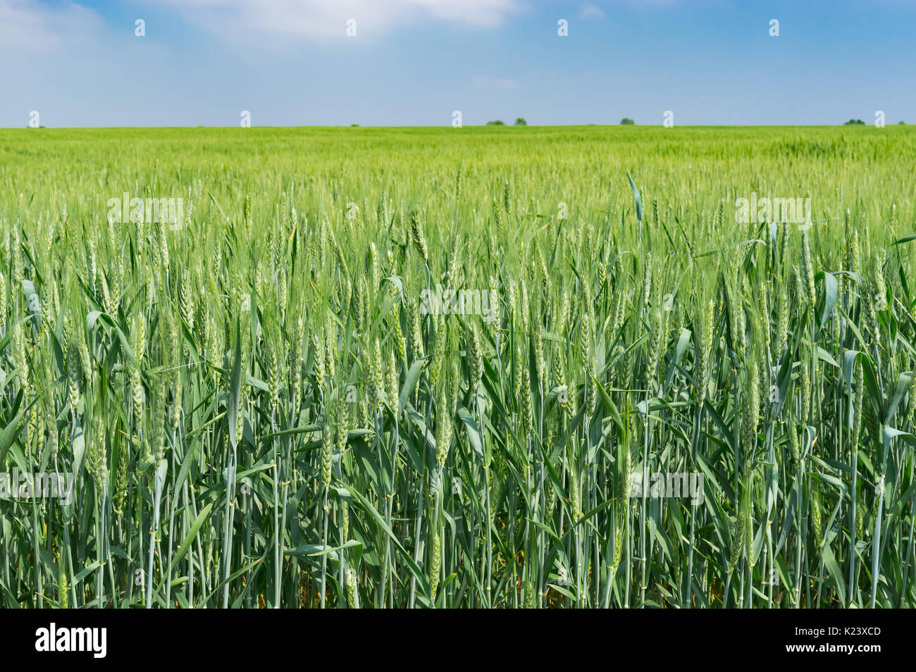 Ukrainian landscape with unripe crops field in early summer season ...