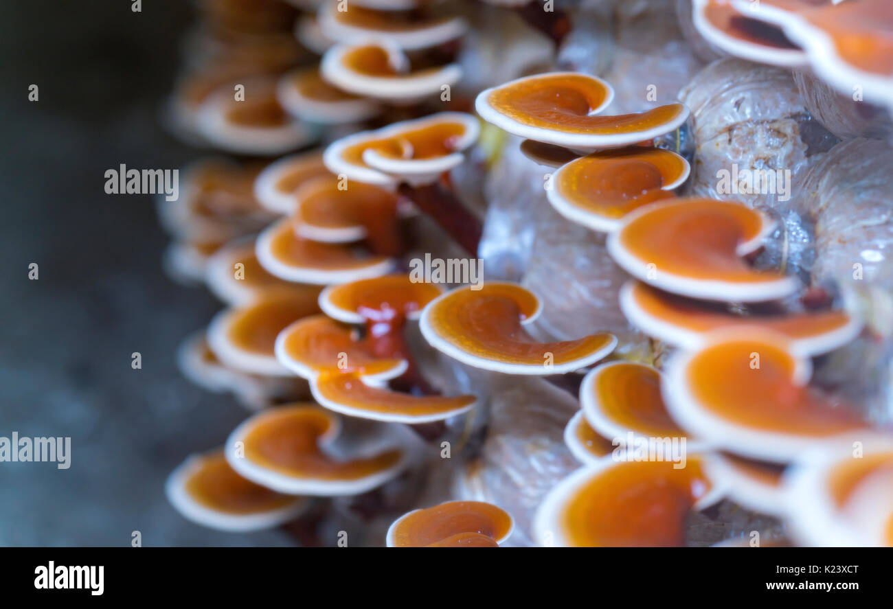 The beauty of Ganoderma Lucidum growing in the farm. This is a way to ...