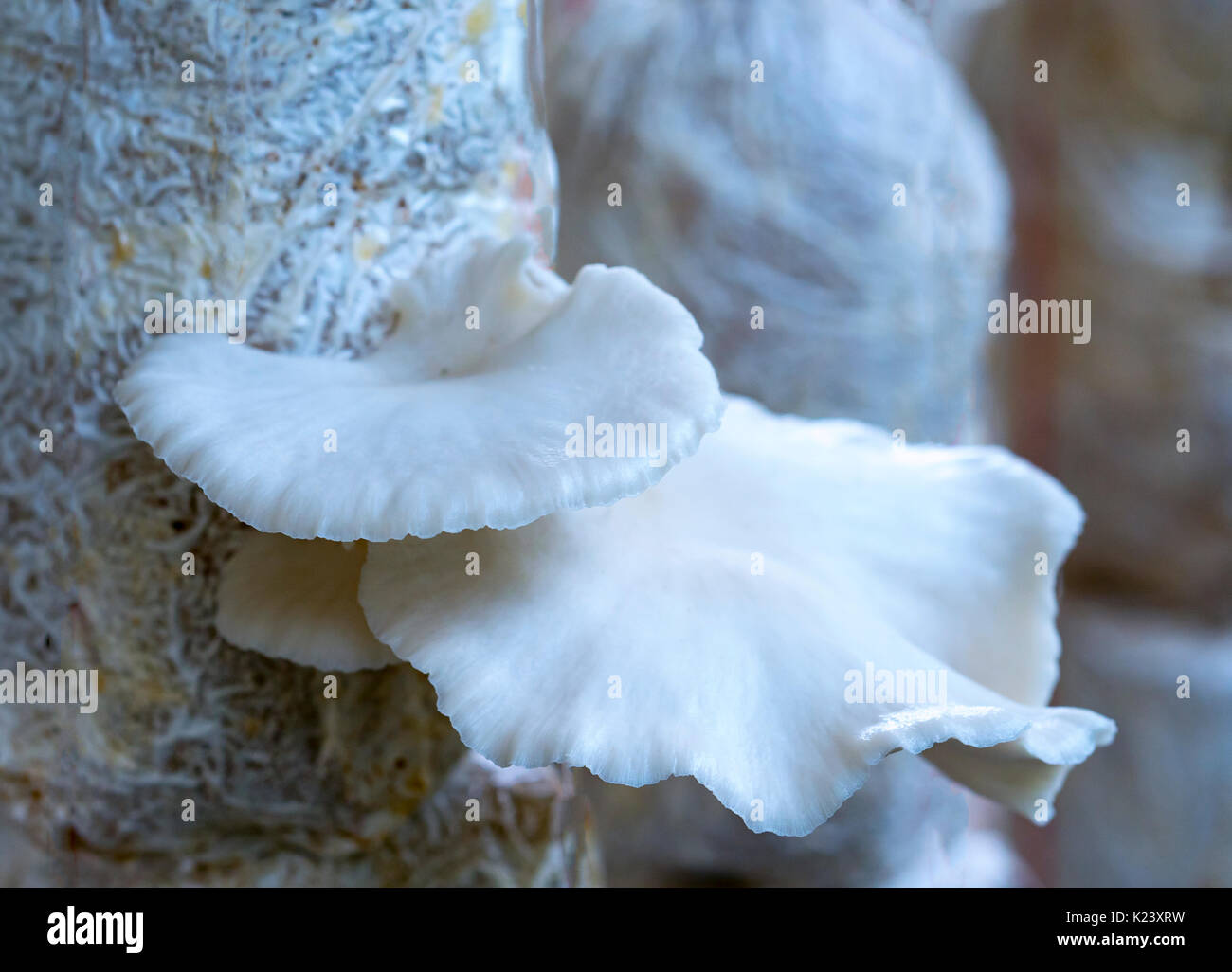 The beauty of abalone mushroom growing in the farm. This is a way to ...