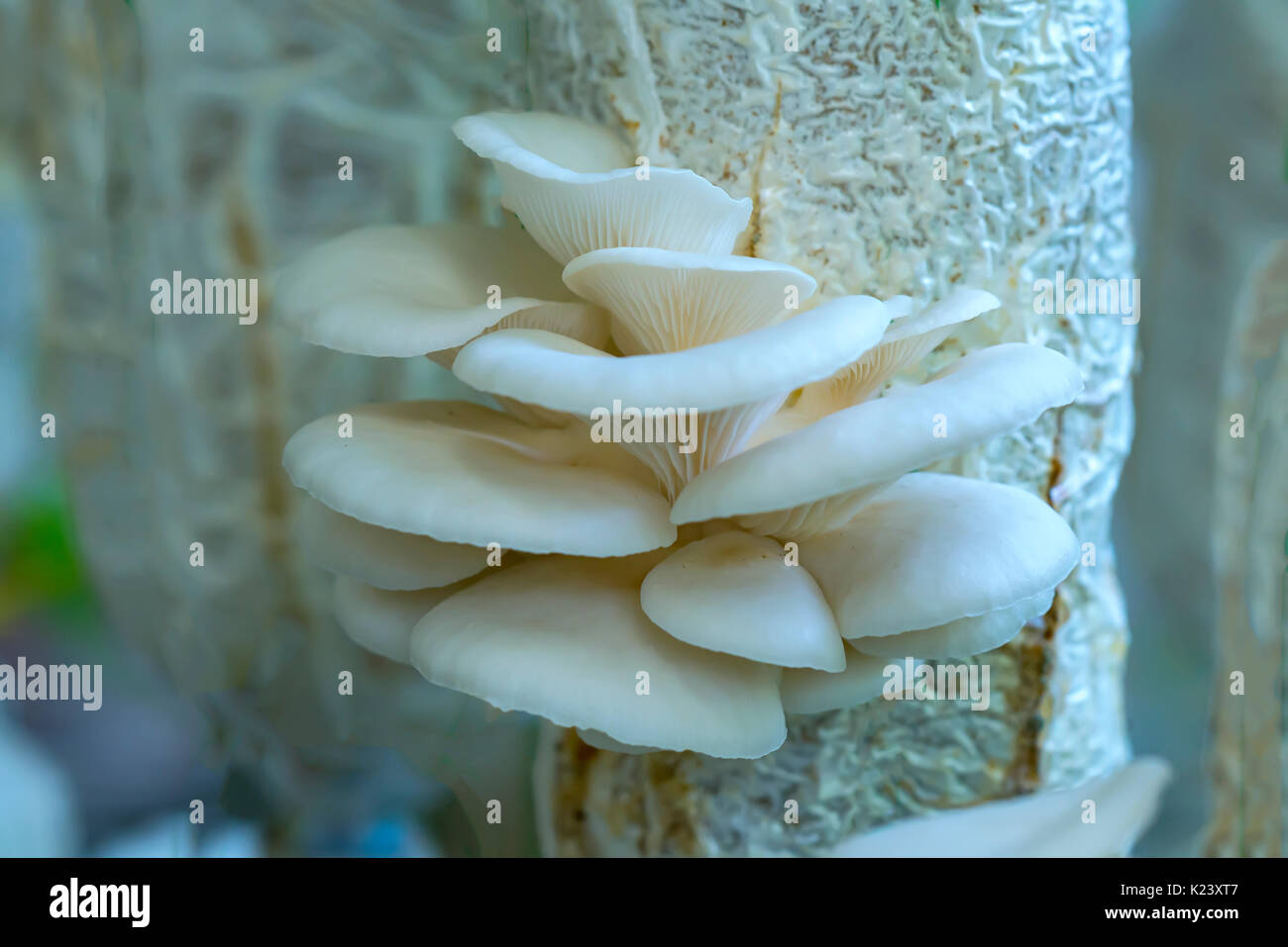 The beauty of abalone mushroom growing in the farm. This is a way to ...