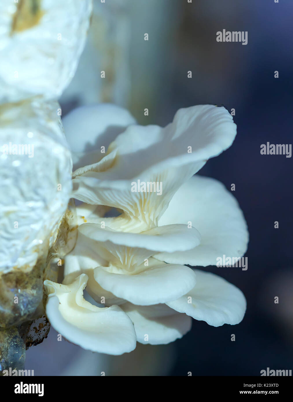 The beauty of abalone mushroom growing in the farm. This is a way to ...