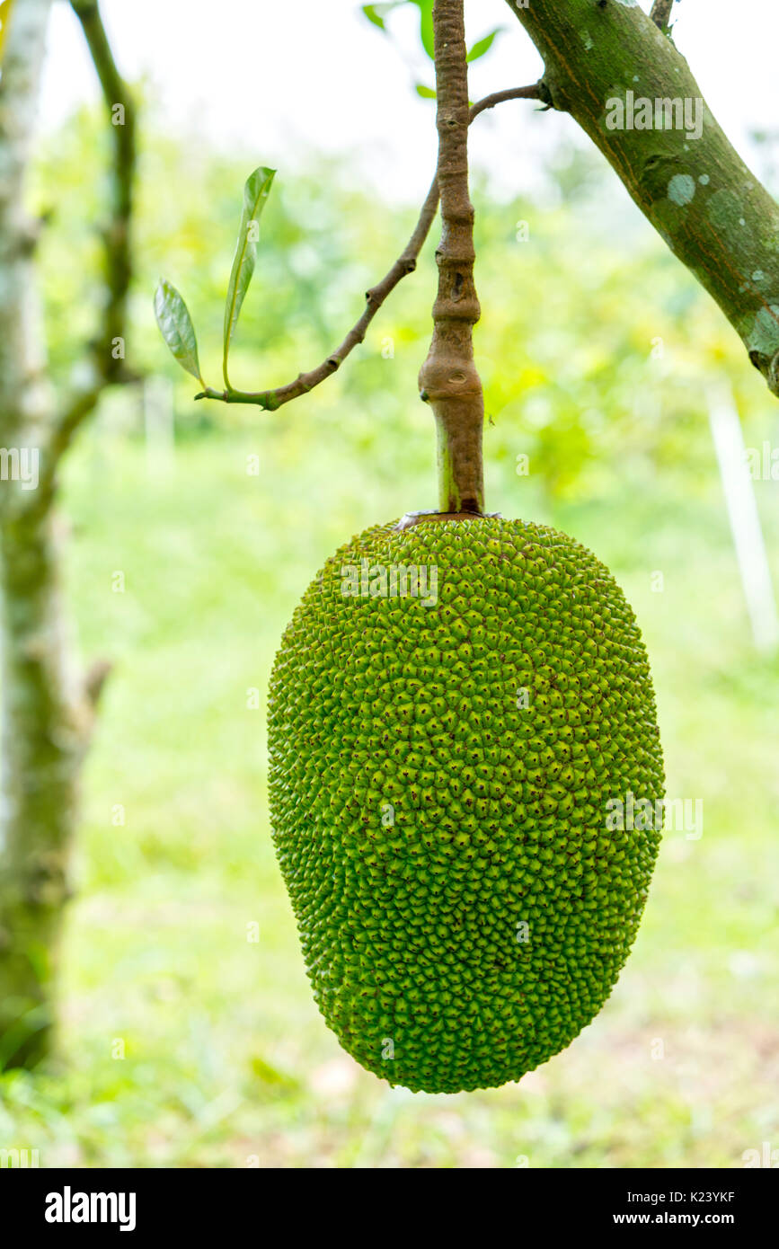 Jackfruit hanging on the tree in the garden, this is the fruit that ...