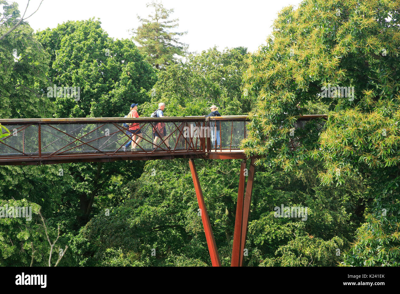 Xstrata Treetop Walkway, Royal Botanic Gardens, Kew, London, England ...