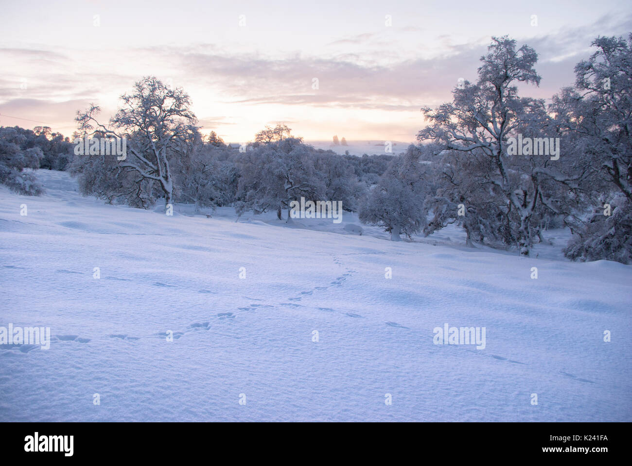 Rural countryside landscape with rabbit tracks in thick snow on a clear ...