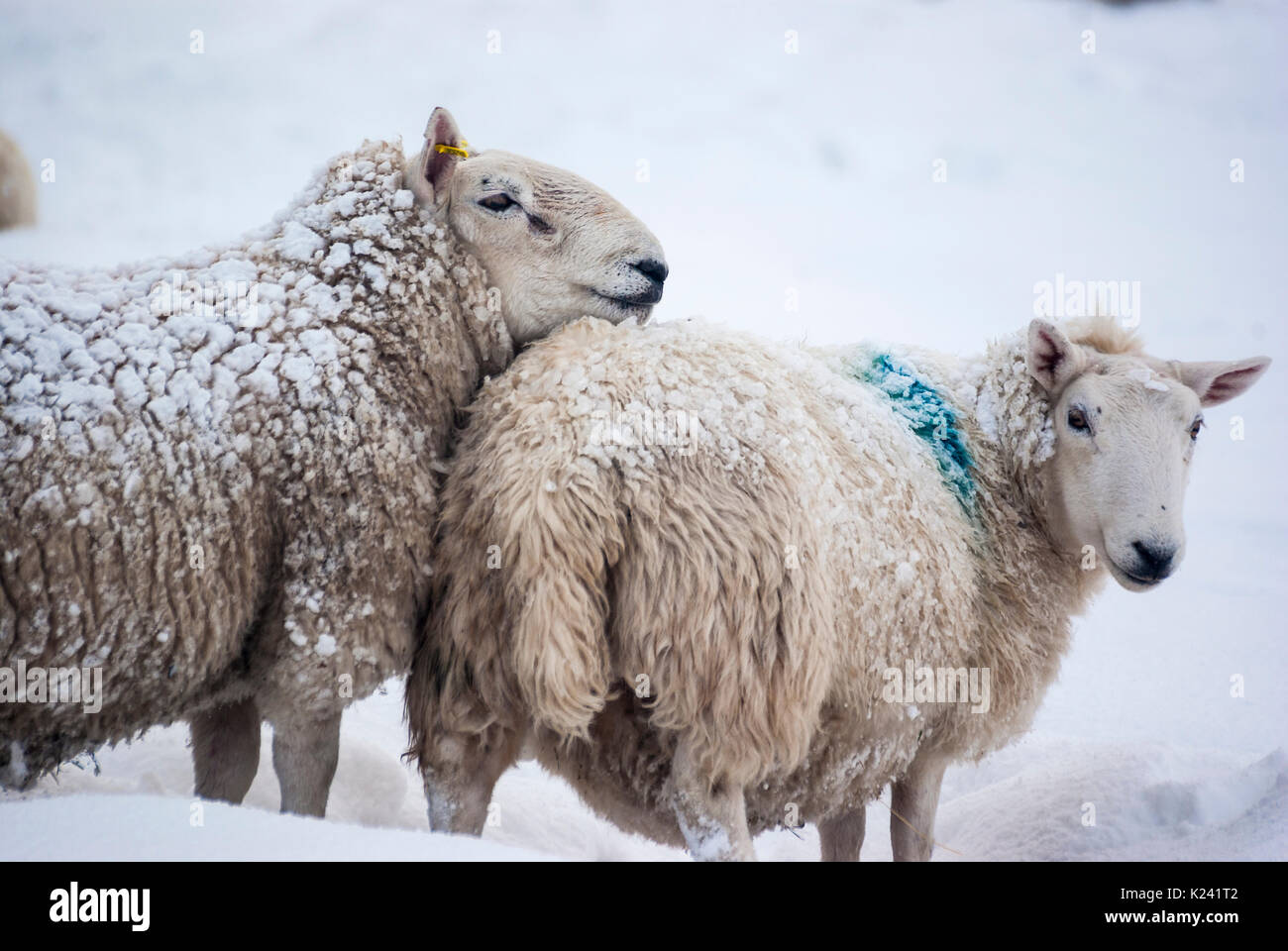 Ram / tup and Ewe of North Country Cheviot Sheep in snow on winters day ...