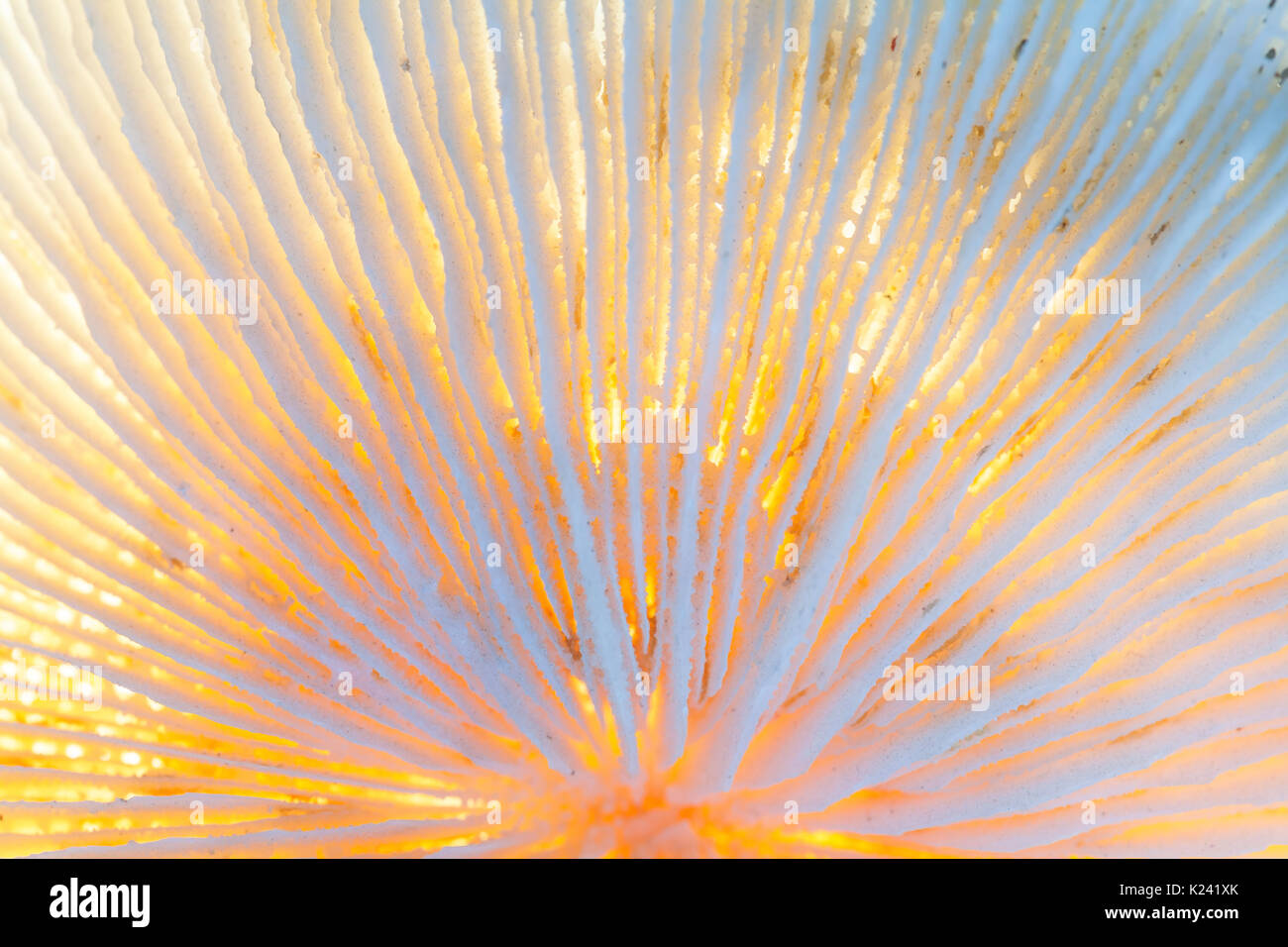 Coral reef structure hi-res stock photography and images - Alamy