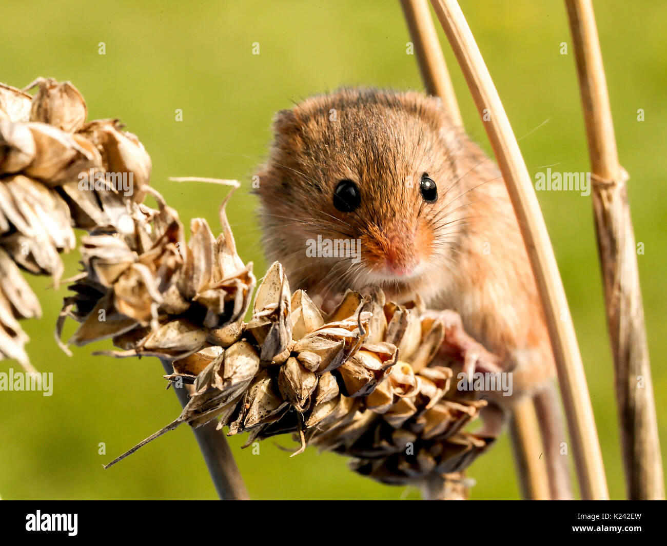 Harvest mouse field hi-res stock photography and images - Alamy