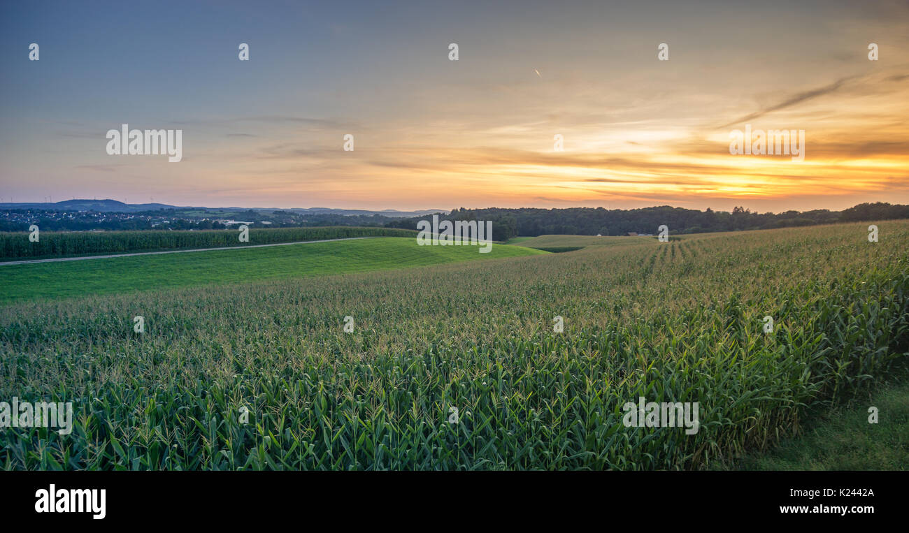 Beautiful corn field sunset hi-res stock photography and images - Alamy