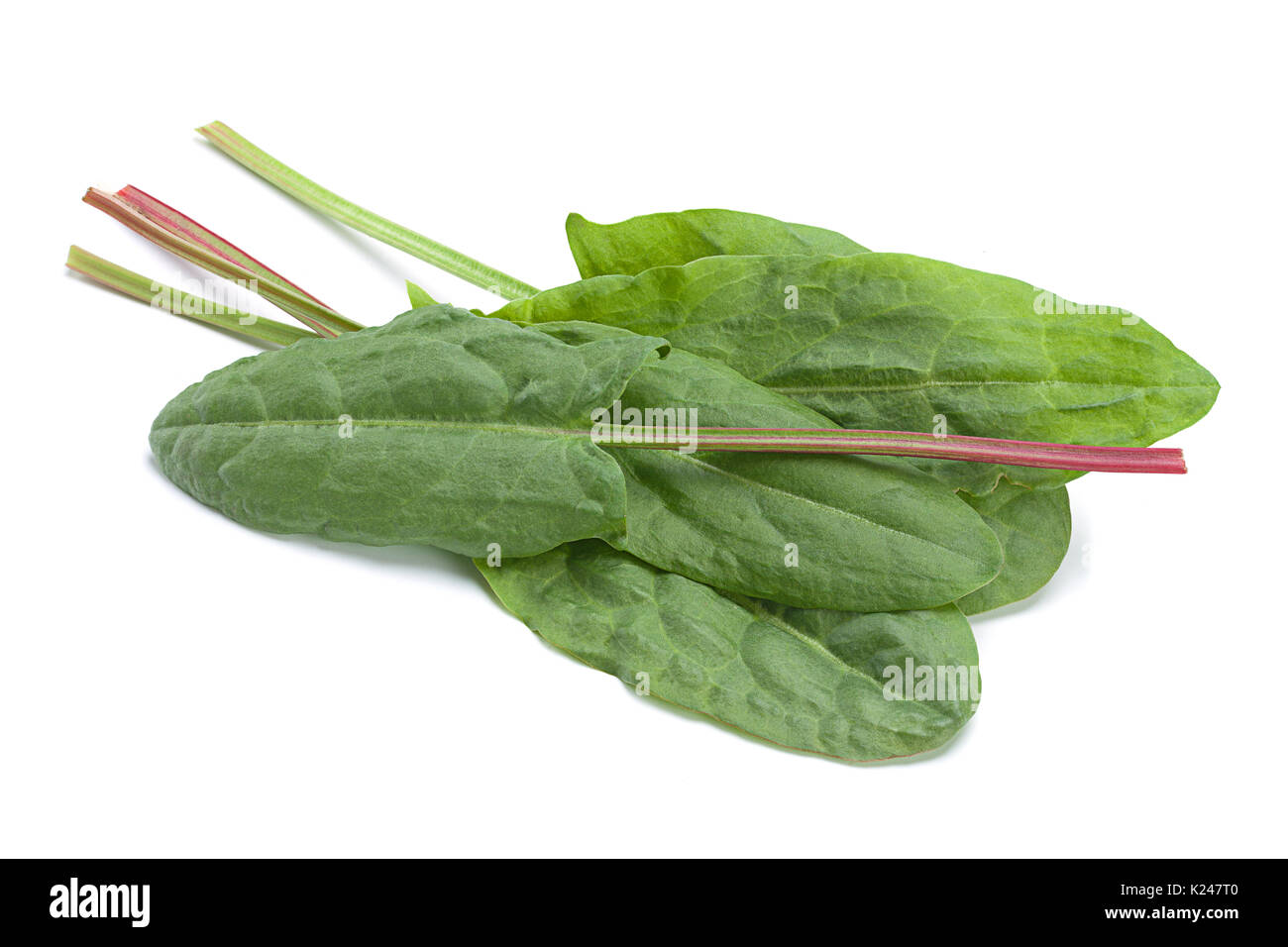 Sorrel vegetable hi-res stock photography and images - Alamy