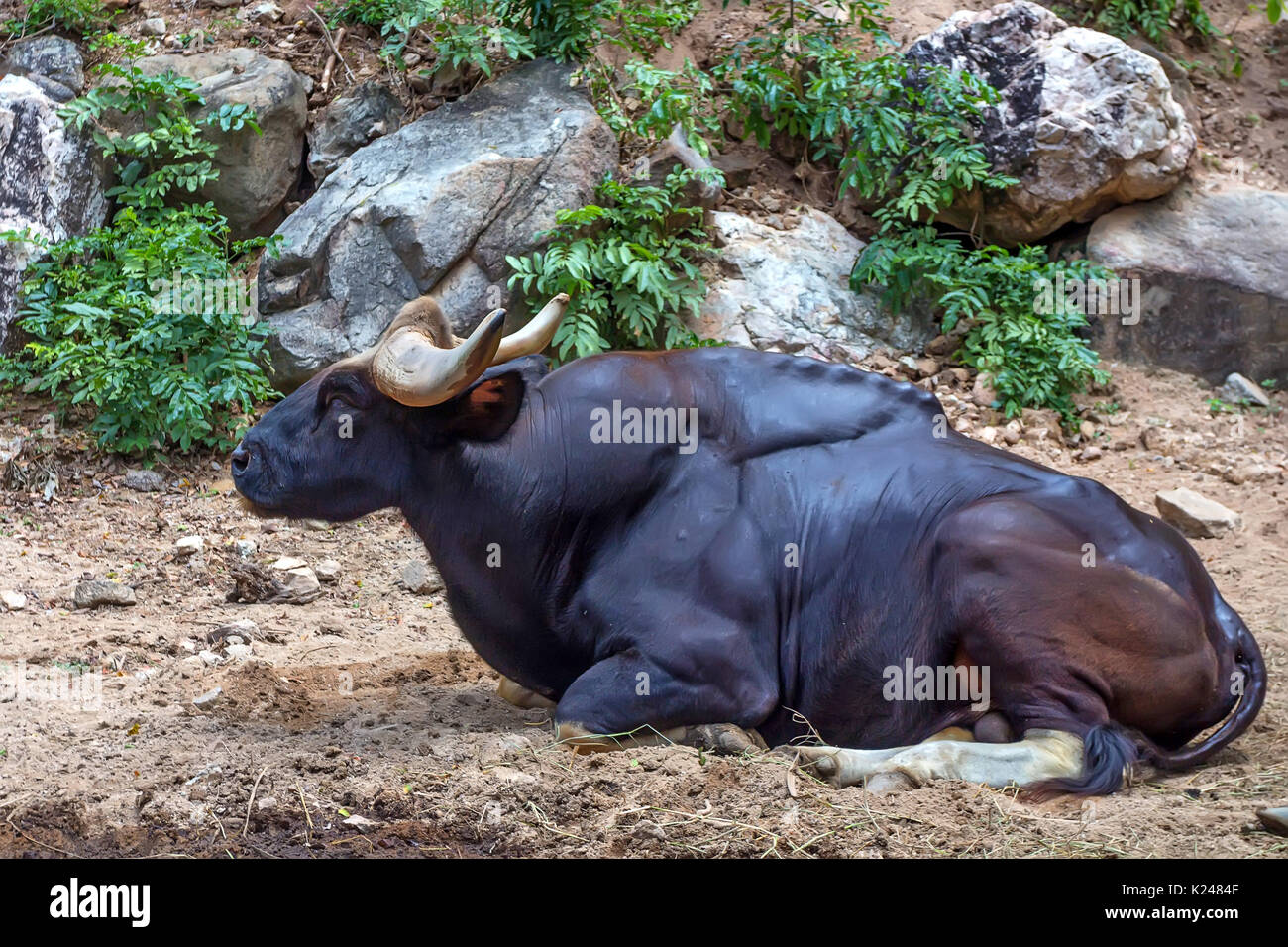 Gaur or Bos gaurus in zoo Stock Photo - Alamy
