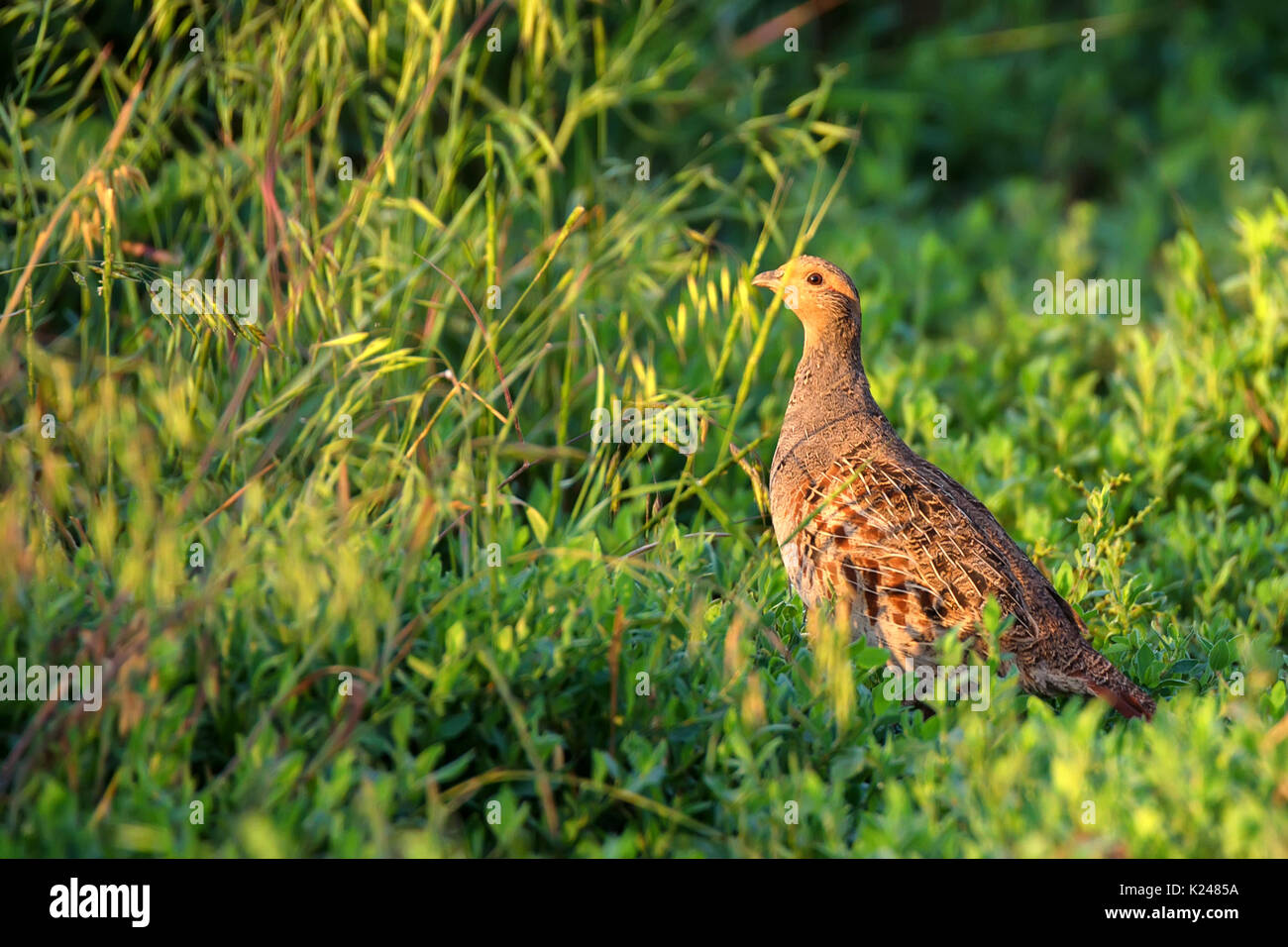 Hunting in steppe grass hi-res stock photography and images - Alamy