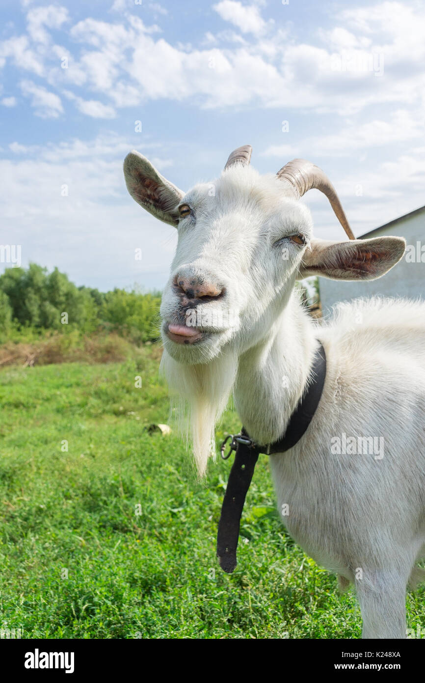 Goat shows tongue on grass, village, summer Stock Photo - Alamy