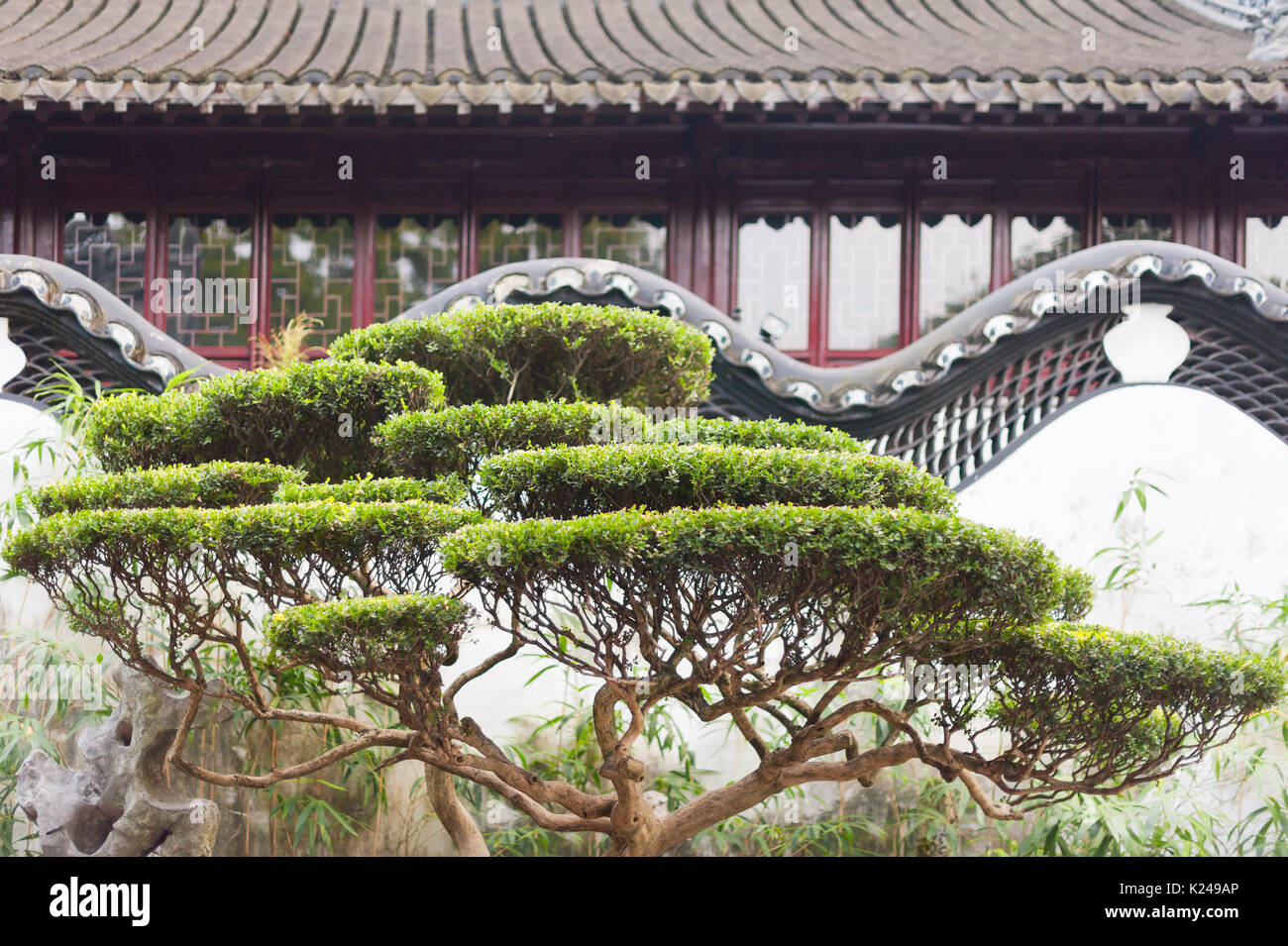 Bonsai tree with traditional chinese wall and building, China Stock ...