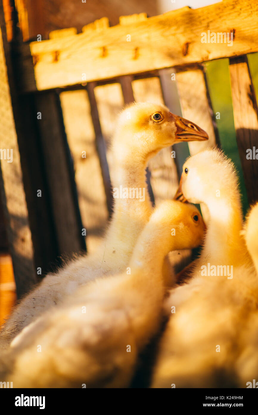 Five young goose together sit on the grass Stock Photo - Alamy