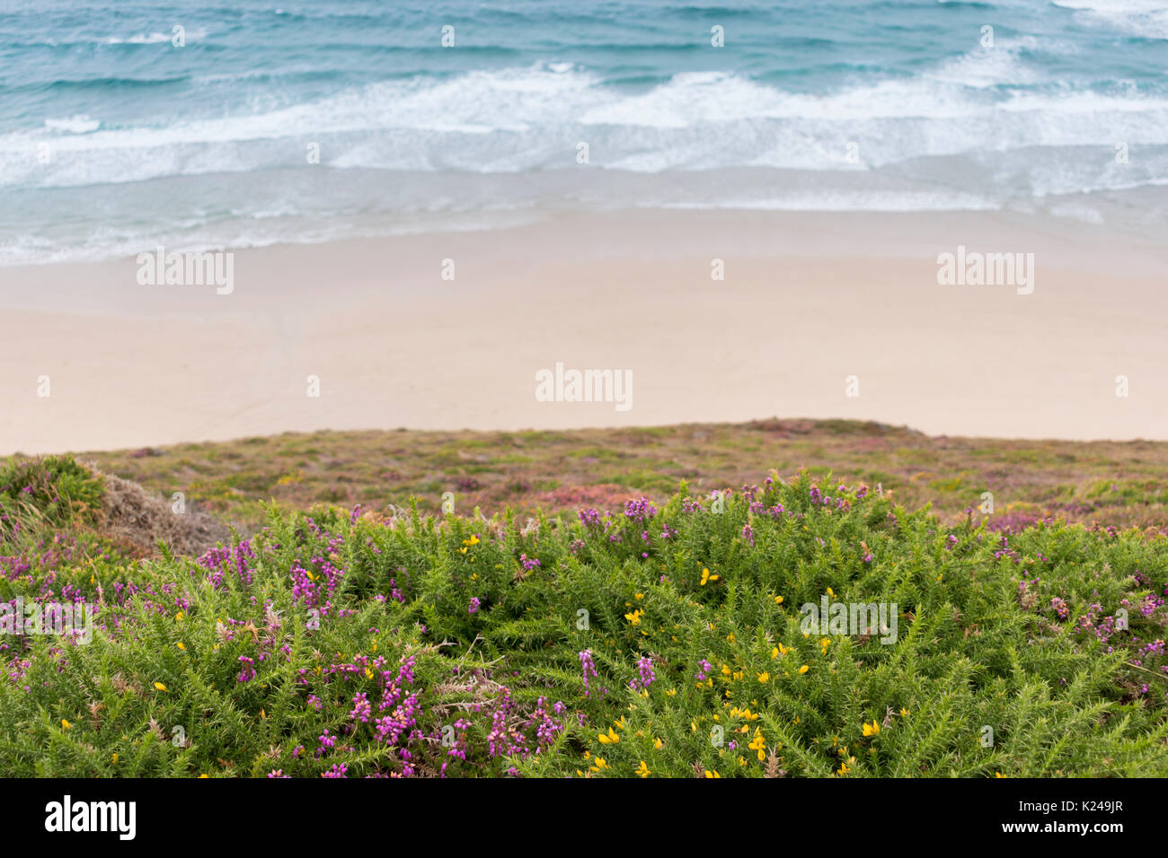 Summer Flowering Heather by the coast path in Cornwall, UK Stock Photo ...