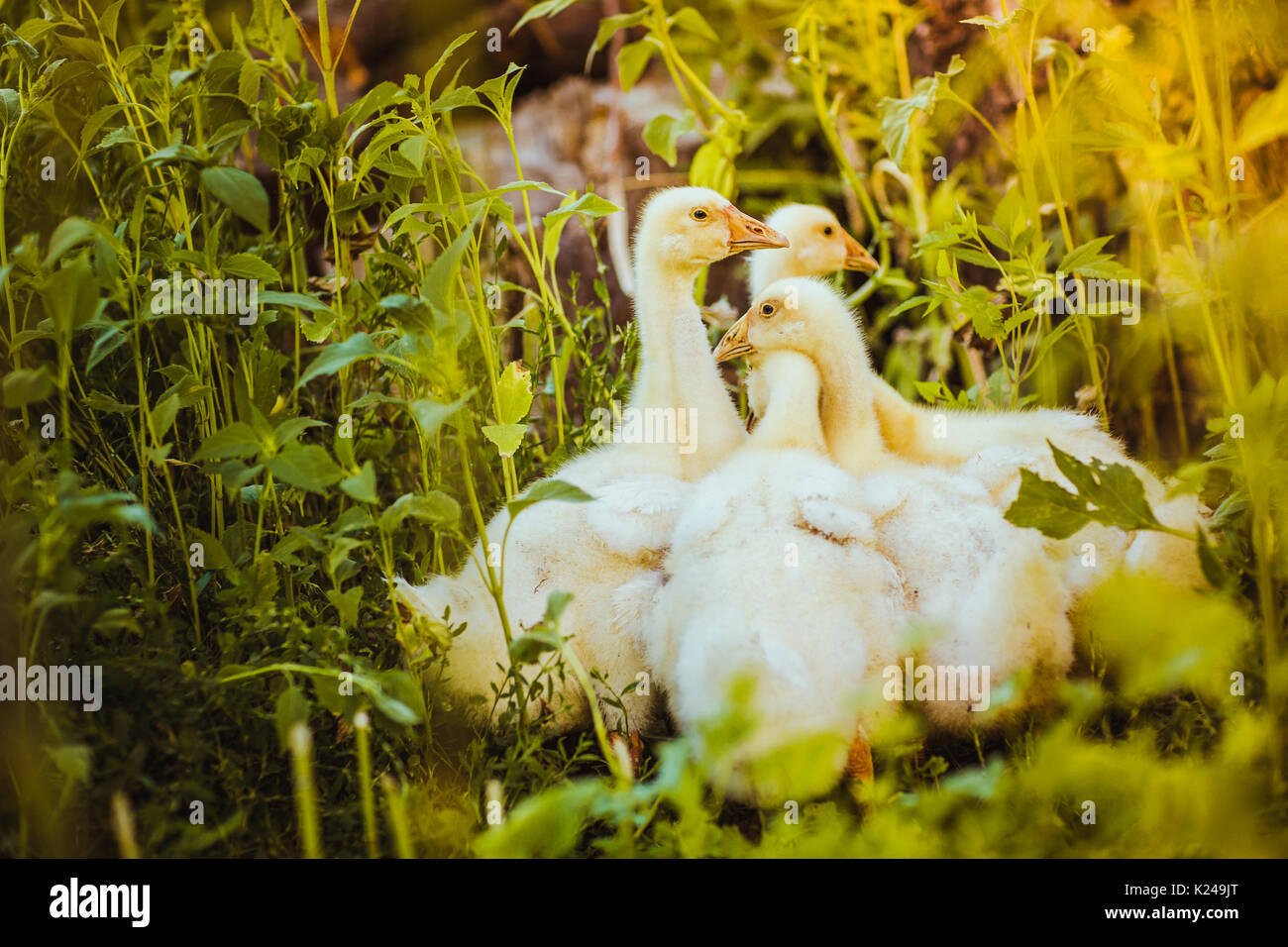 Five young goose together sit in the grass Stock Photo - Alamy