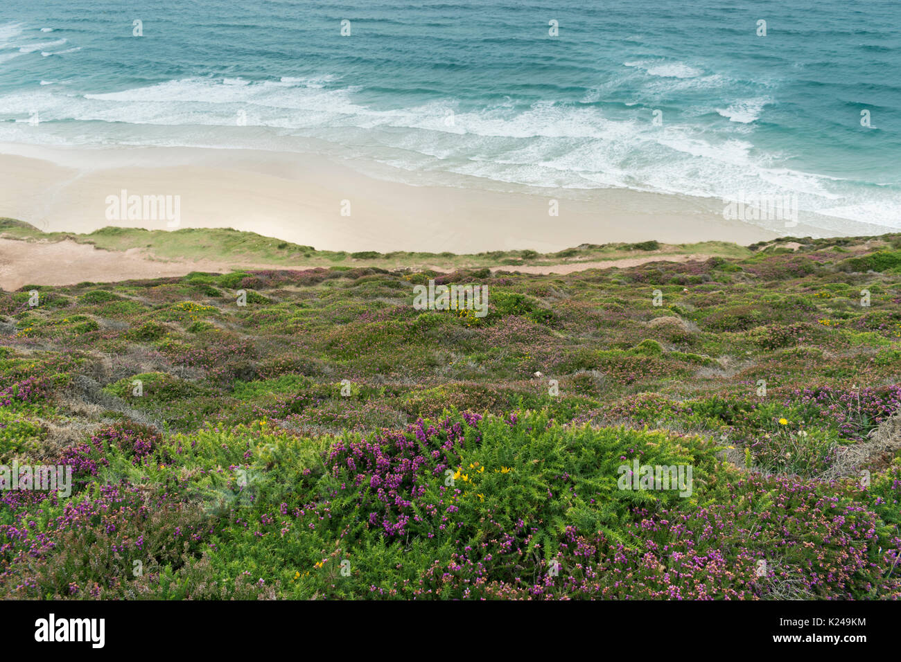 Summer Flowering Heather by the coast path in Cornwall, UK Stock Photo ...