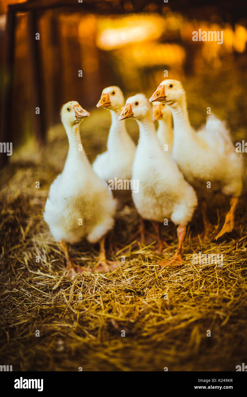 Five young goose together sit in the grass Stock Photo - Alamy