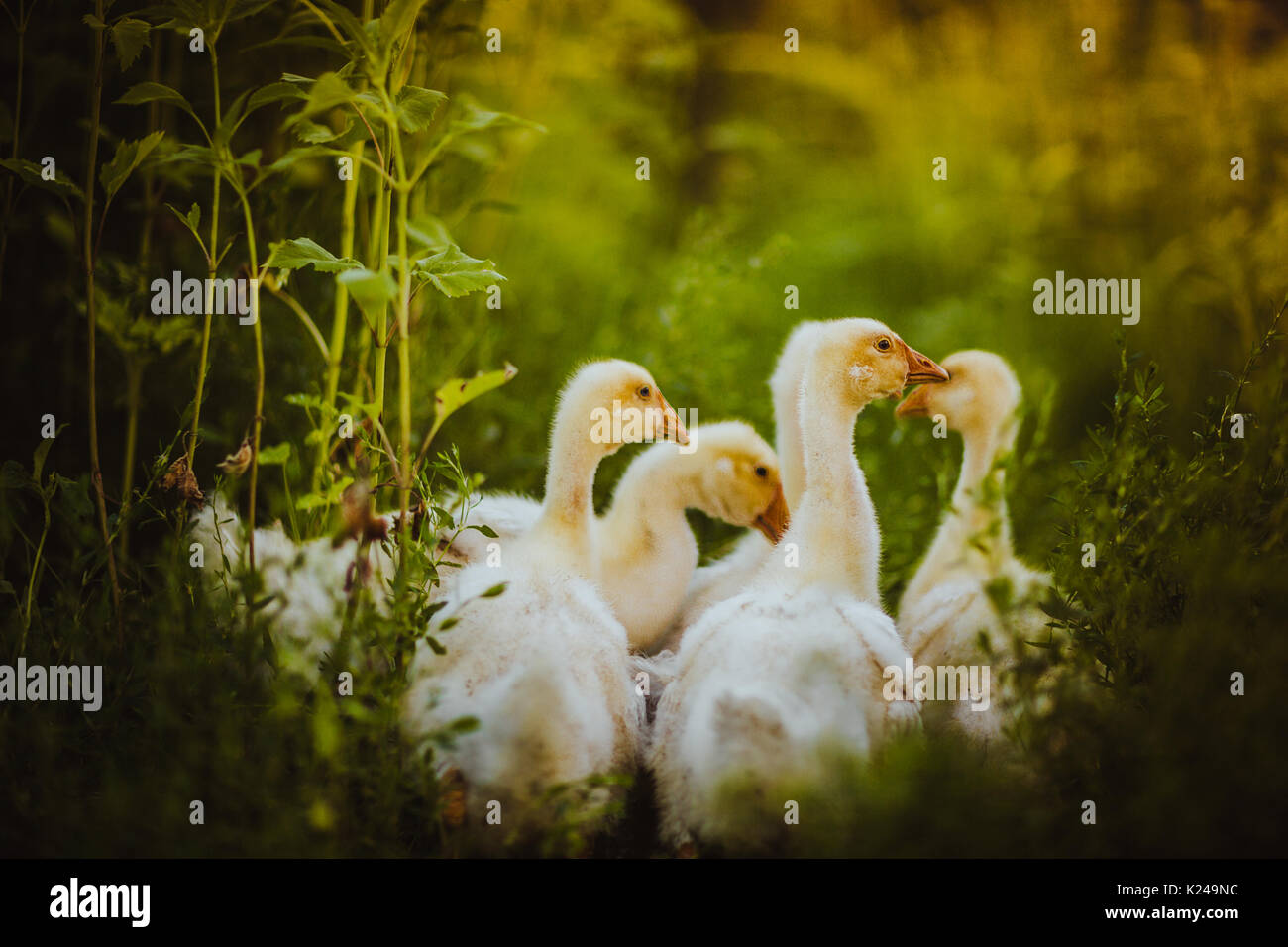 Five young goose together sit in the grass Stock Photo - Alamy