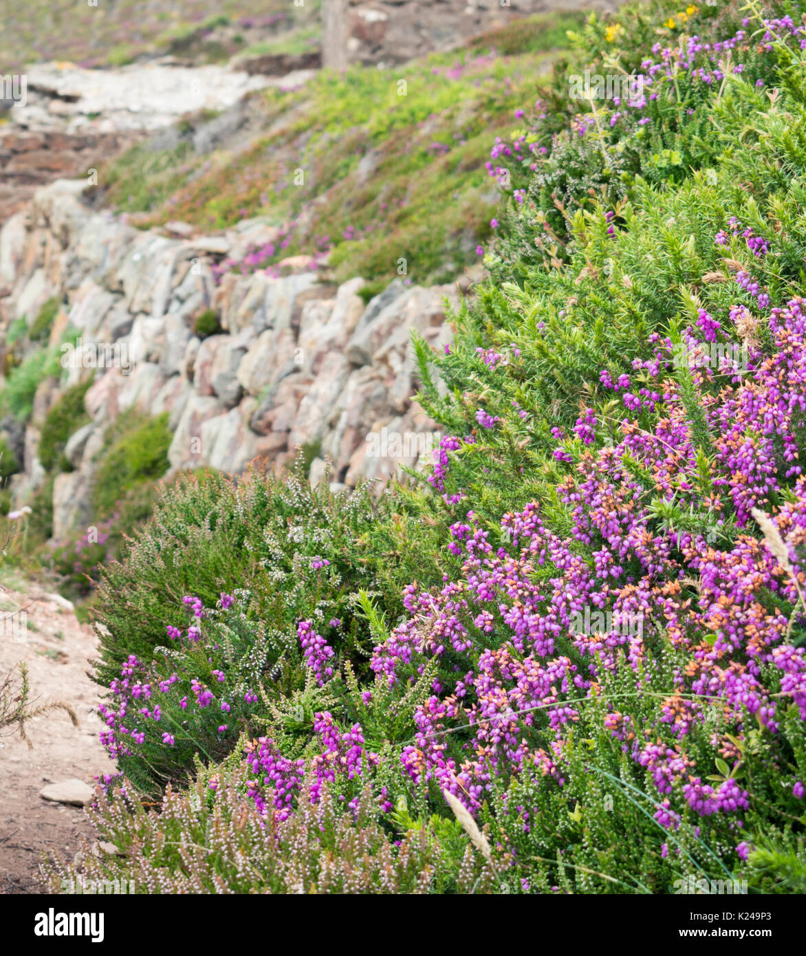 English summer holiday coastal path hi-res stock photography and images ...