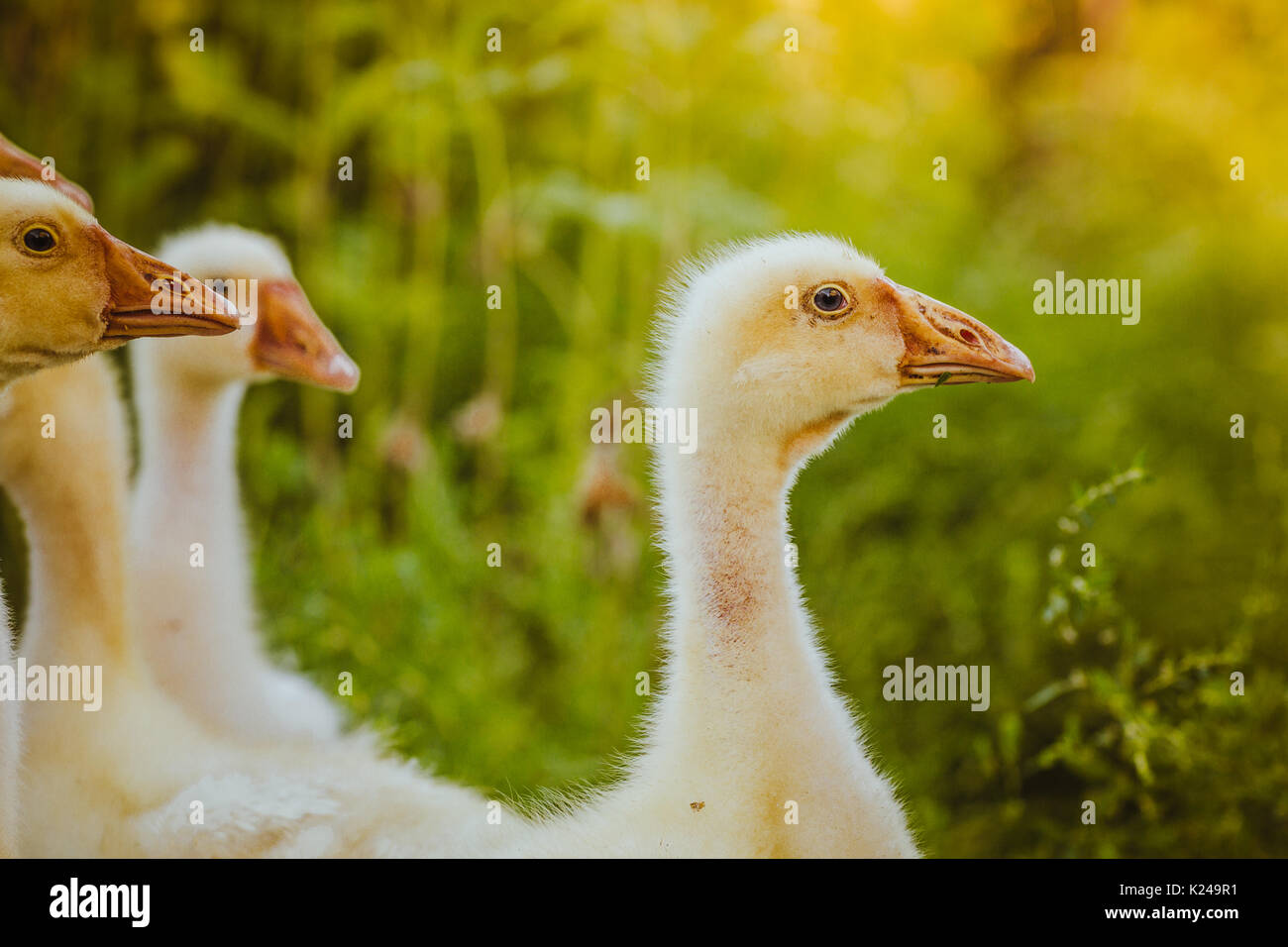 Five young goose together sit in the grass Stock Photo - Alamy