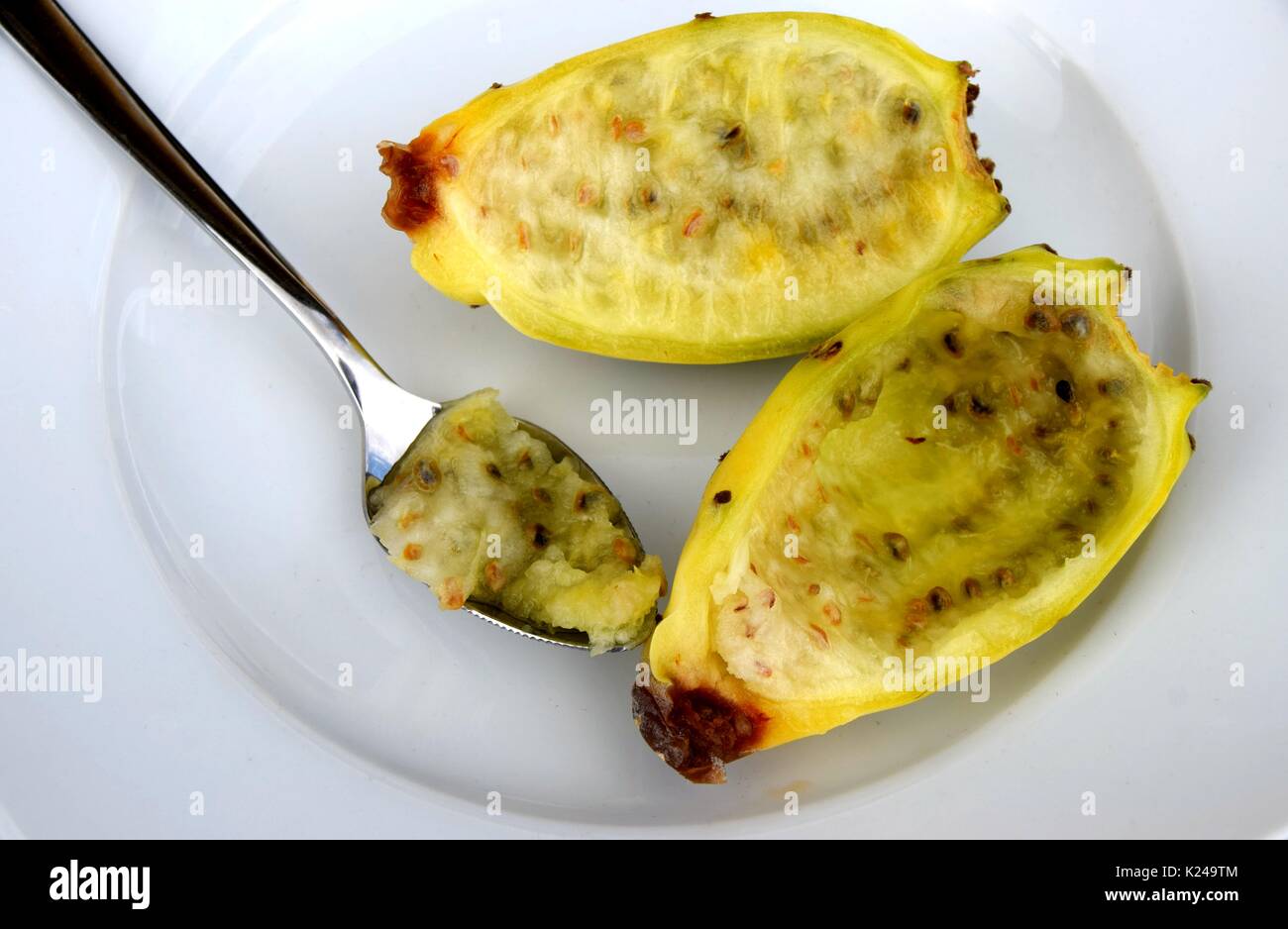 Opuntia ficus-indica, Indian fig opuntia, Barbary fig, cactus pear ...