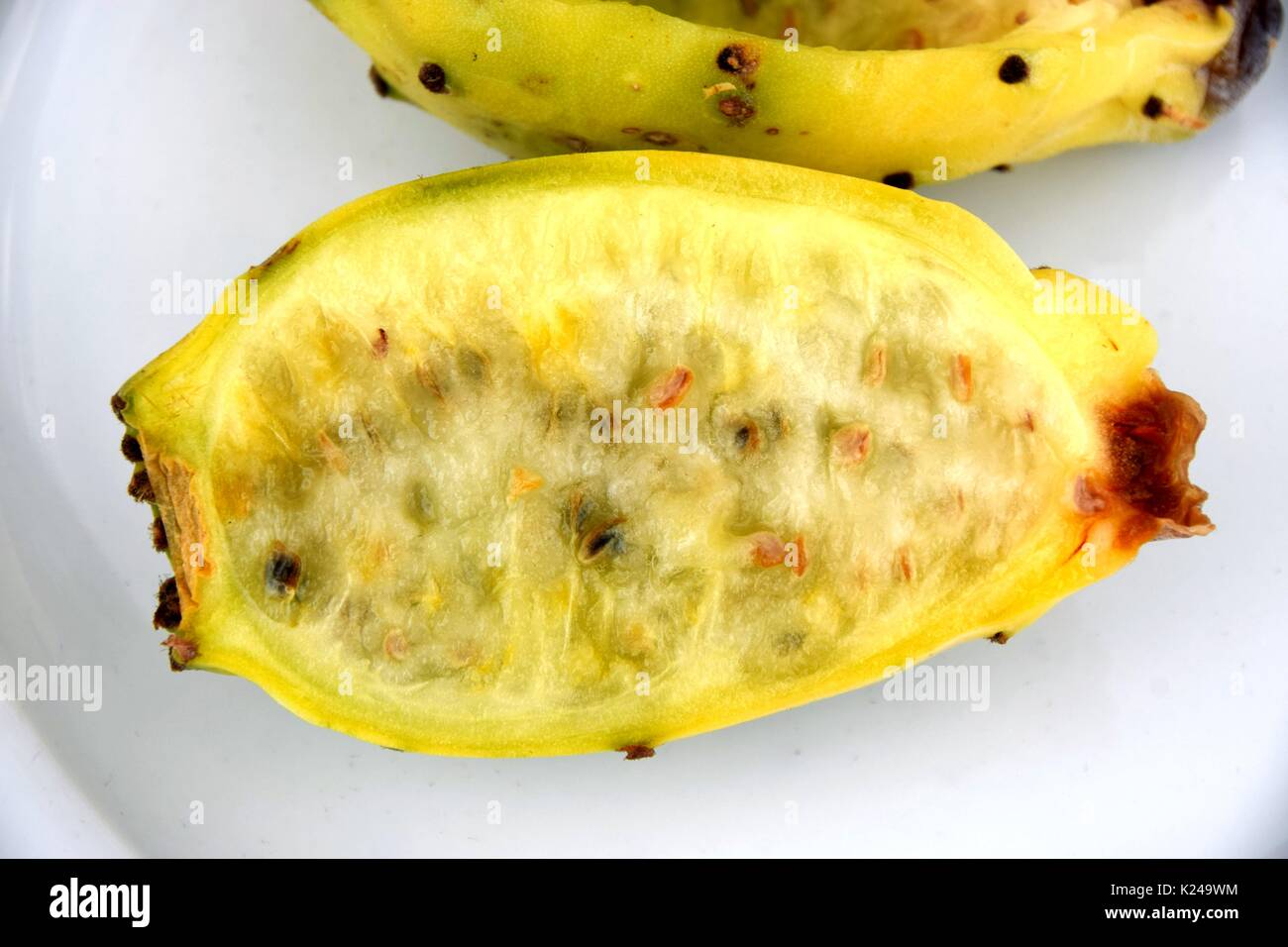 Opuntia ficus-indica, Indian fig opuntia, Barbary fig, cactus pear ...