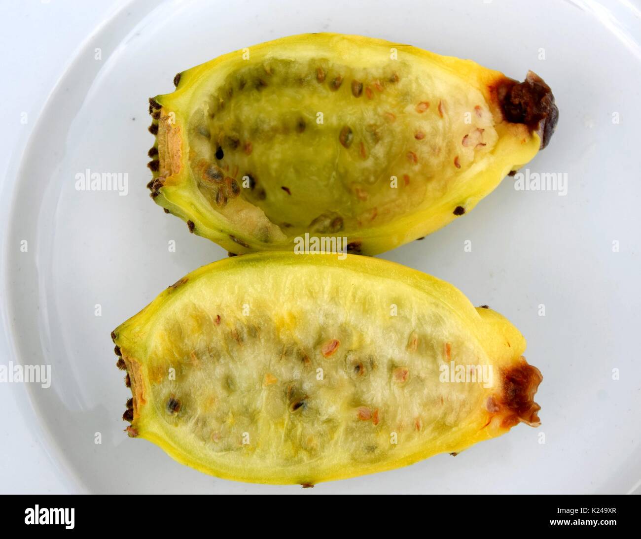 Opuntia ficus-indica, Indian fig opuntia, Barbary fig, cactus pear ...